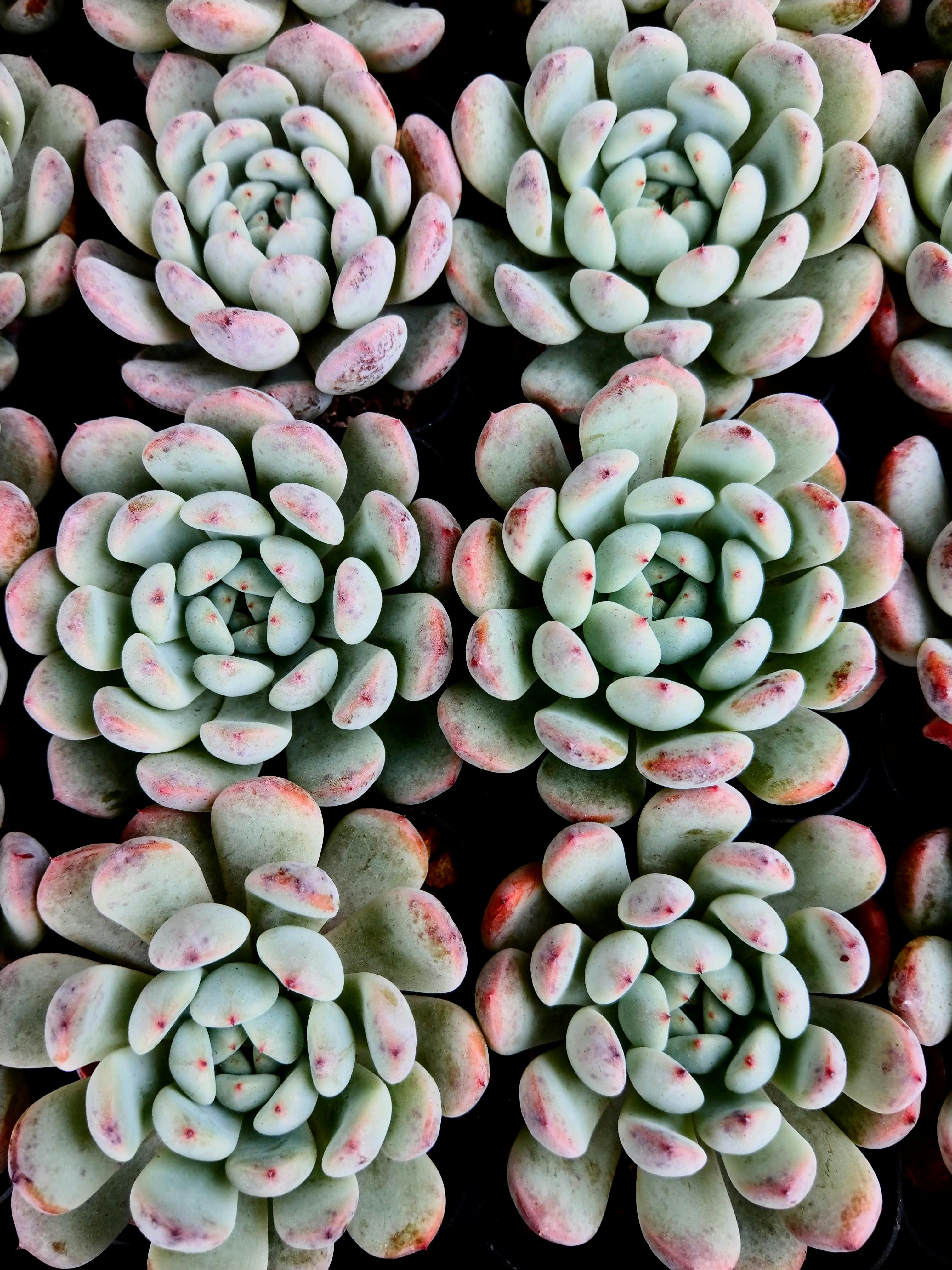 Succulent Plant · Free Stock Photo