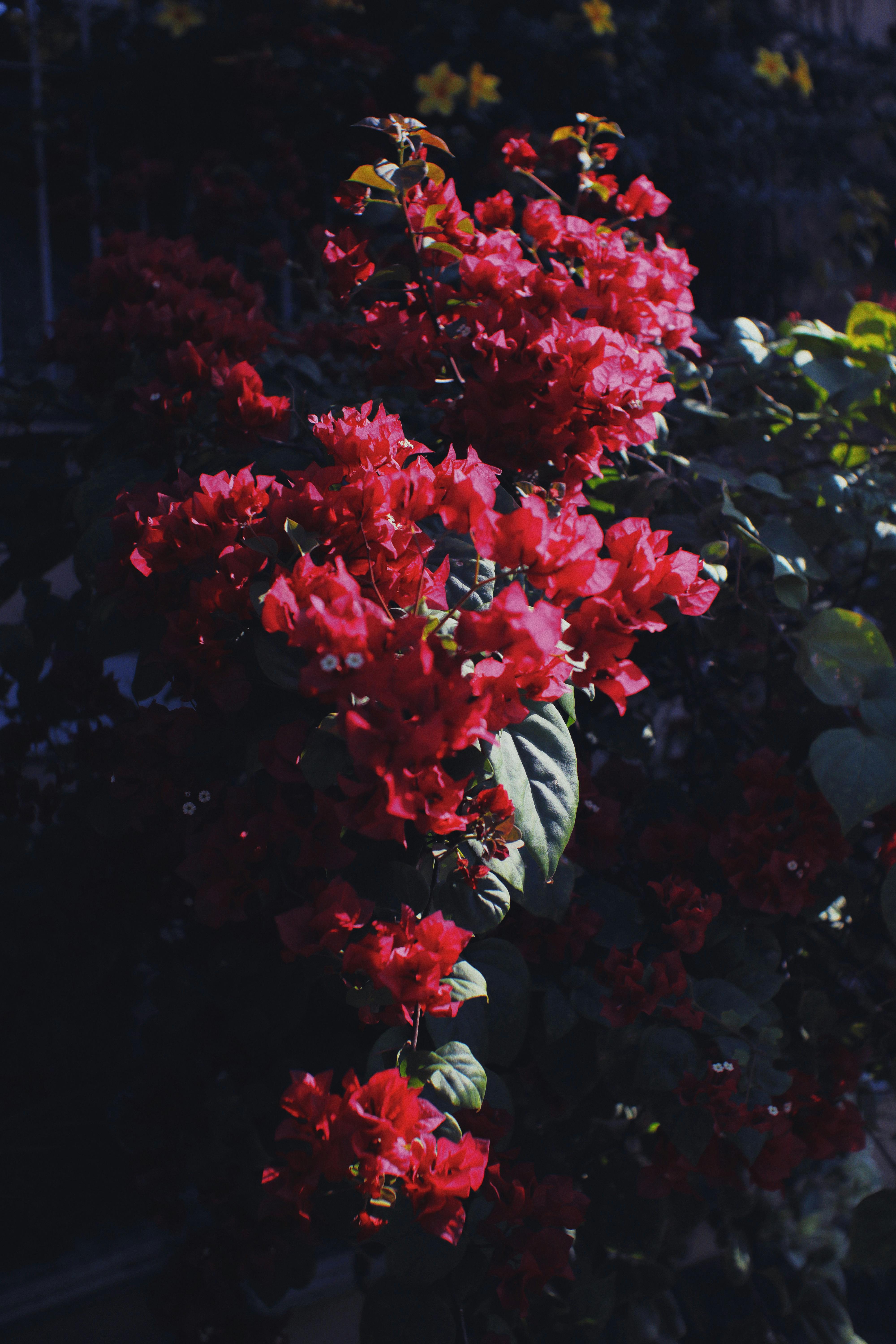 Tree Branch Full of Bougainvillea Flowers · Free Stock Photo