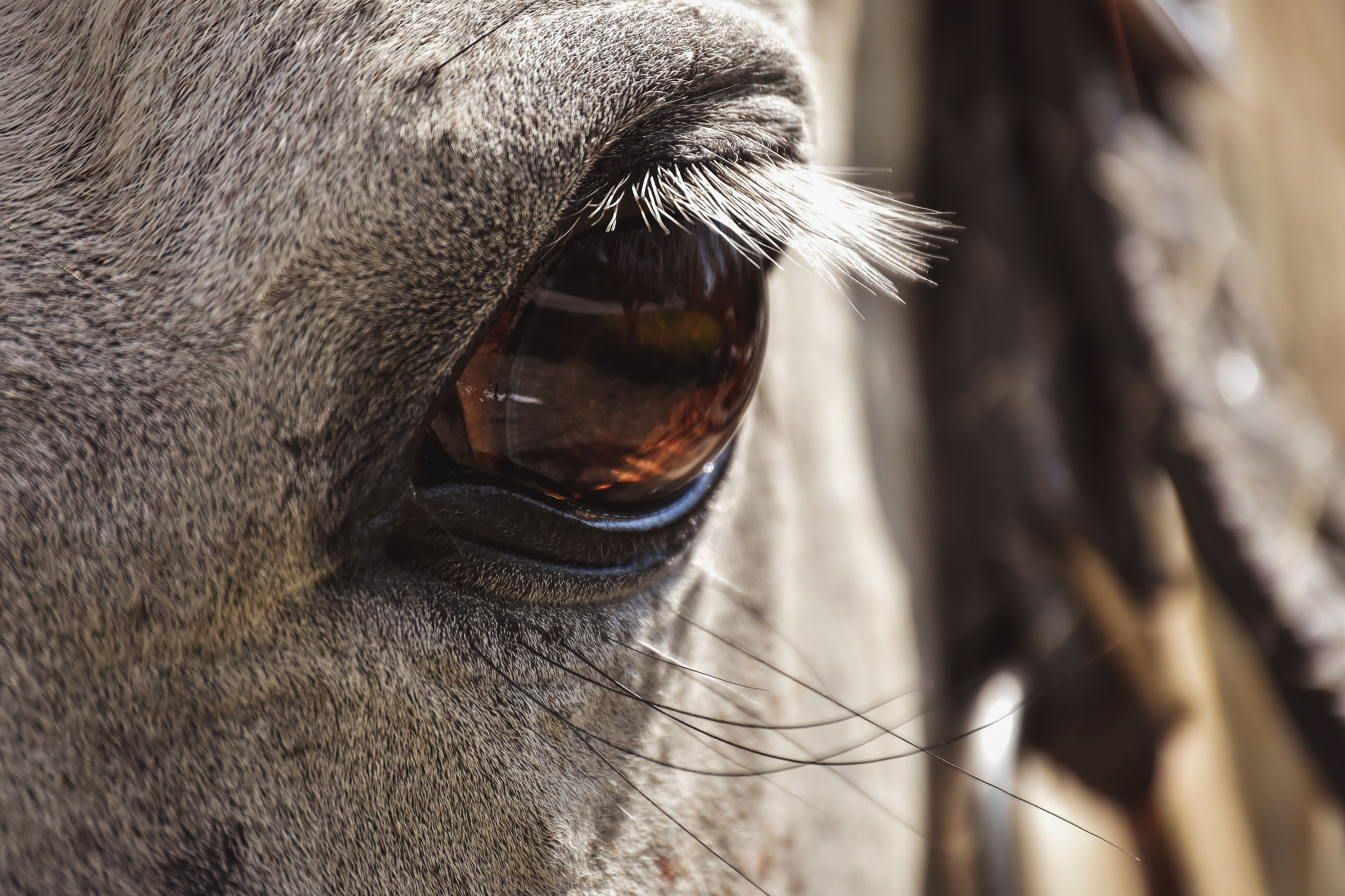 Close Up Photo of an Animal Eye · Free Stock Photo