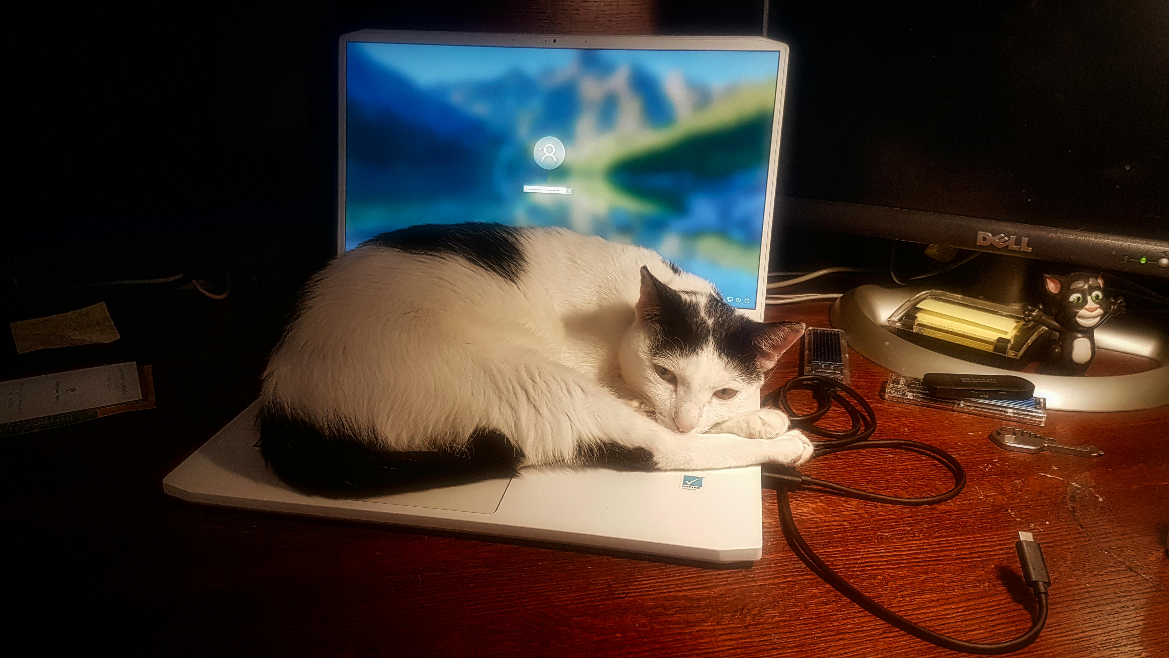 White and Black Cat Lying on Laptop Keyboard · Free Stock Photo