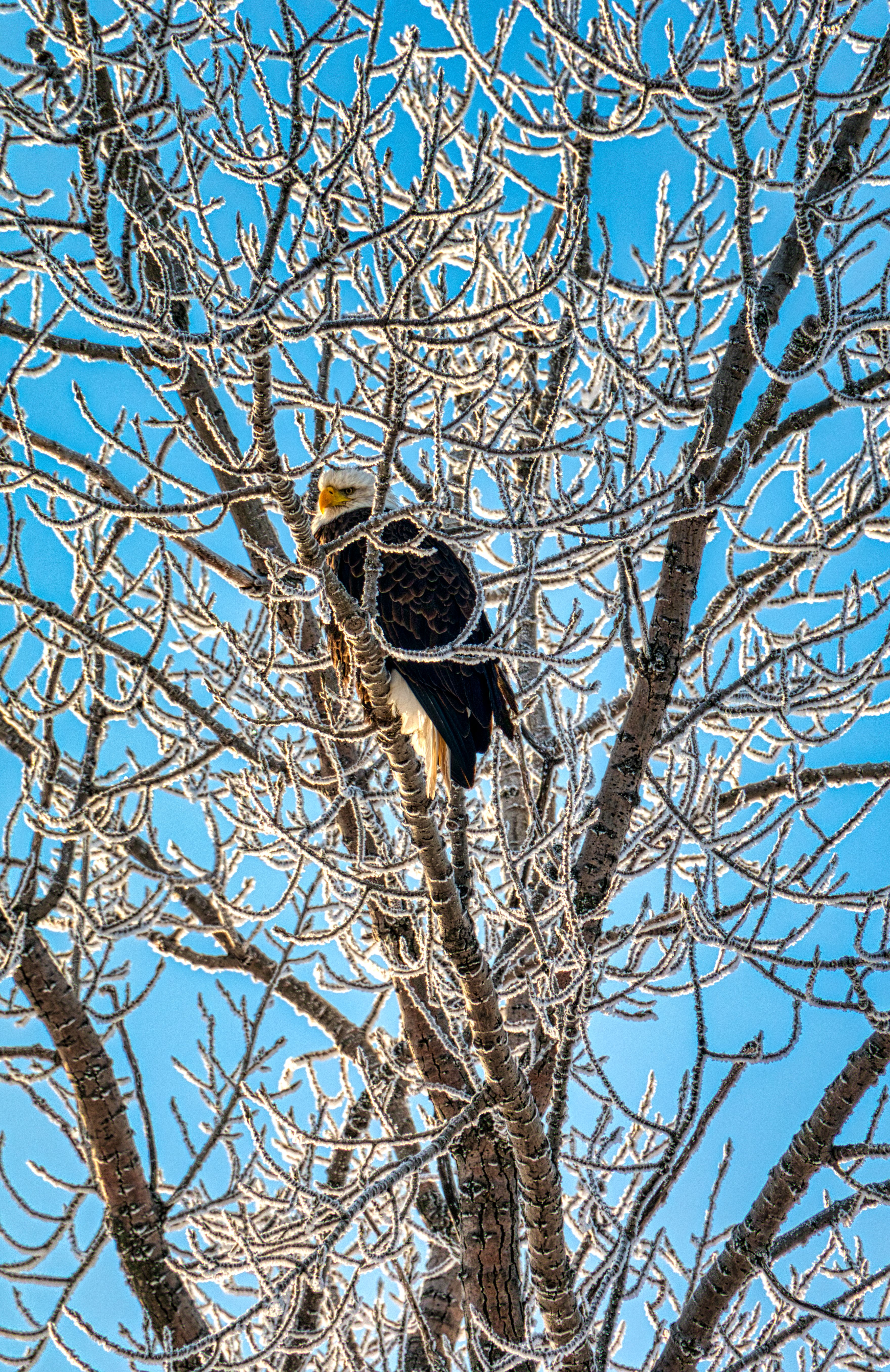 Black and White Eagle on Bare Tree · Free Stock Photo