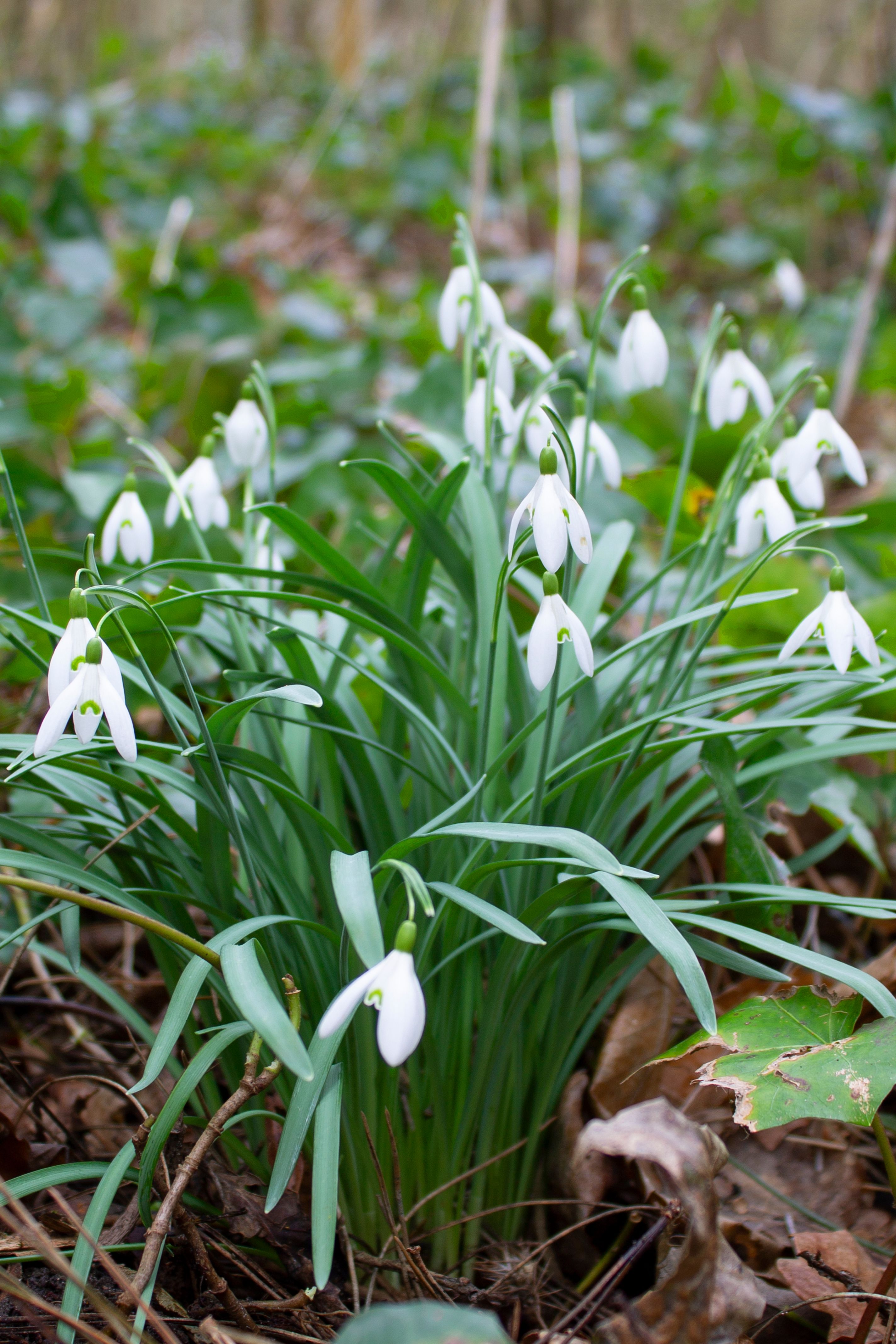 Snowdrops Photos, Download The BEST Free Snowdrops Stock Photos & HD Images