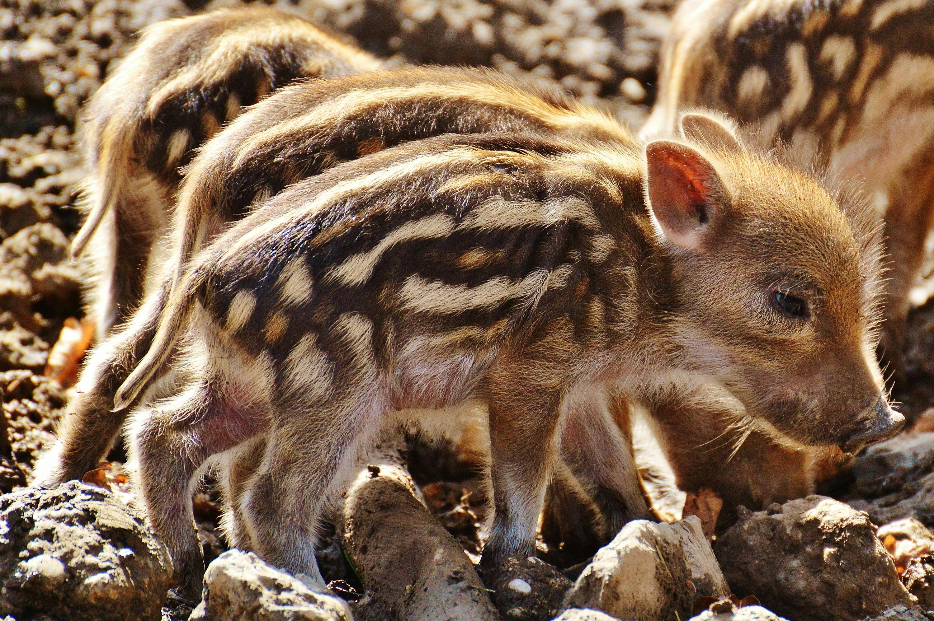 Young Boars Photos, Download The BEST Free Young Boars Stock Photos ...