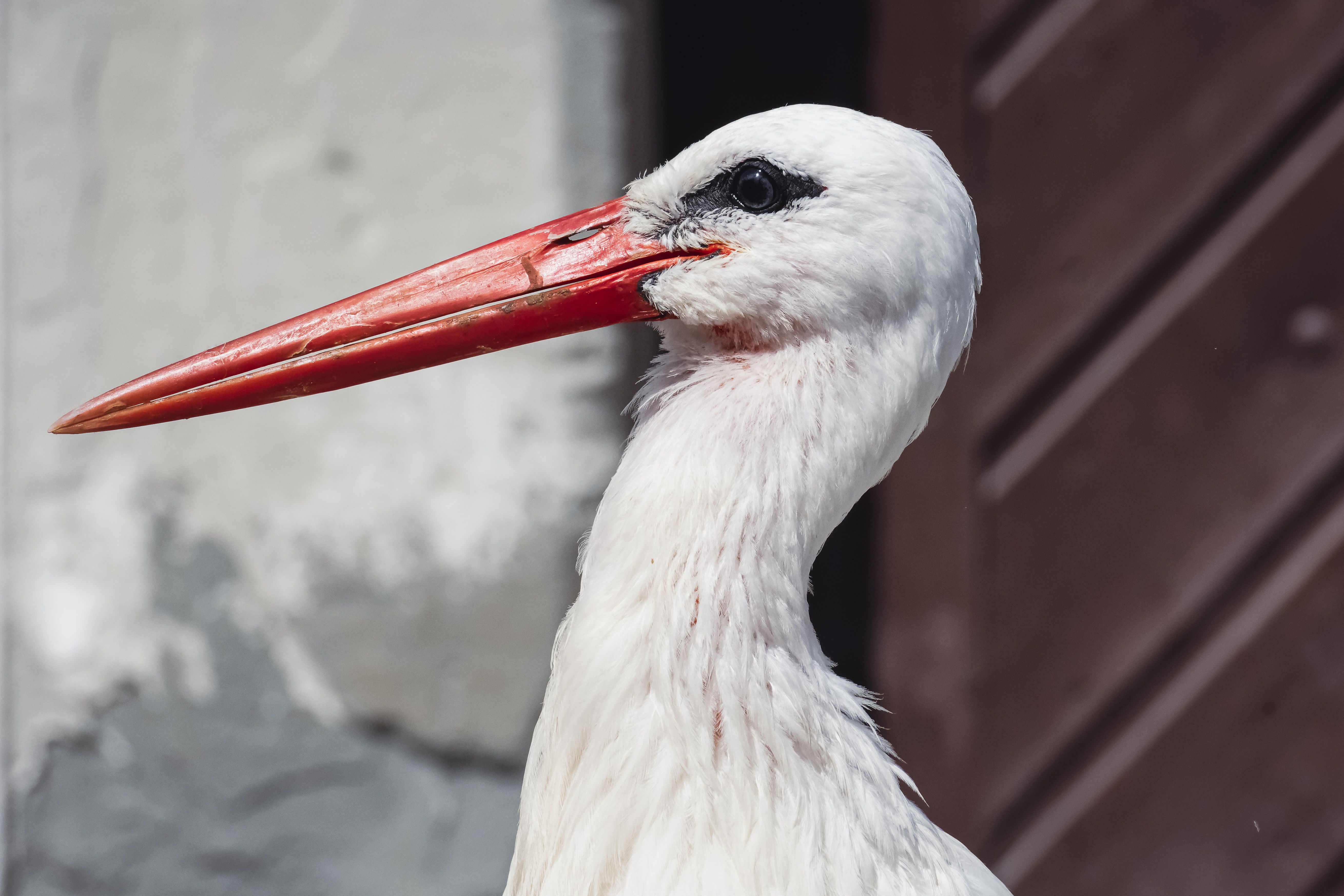 White Stork in Close Up Photography · Free Stock Photo