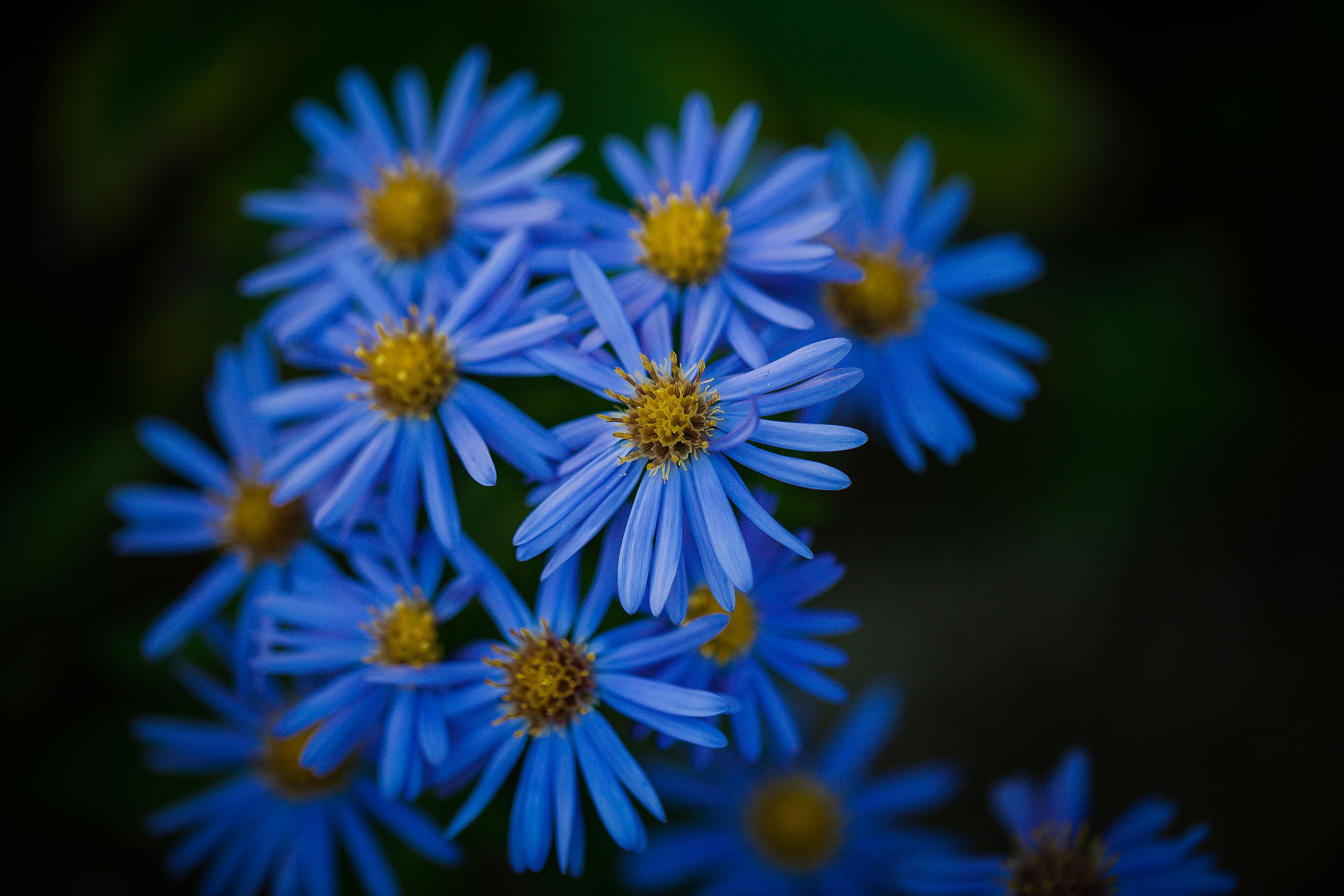 Close up of Blue Flowers · Free Stock Photo