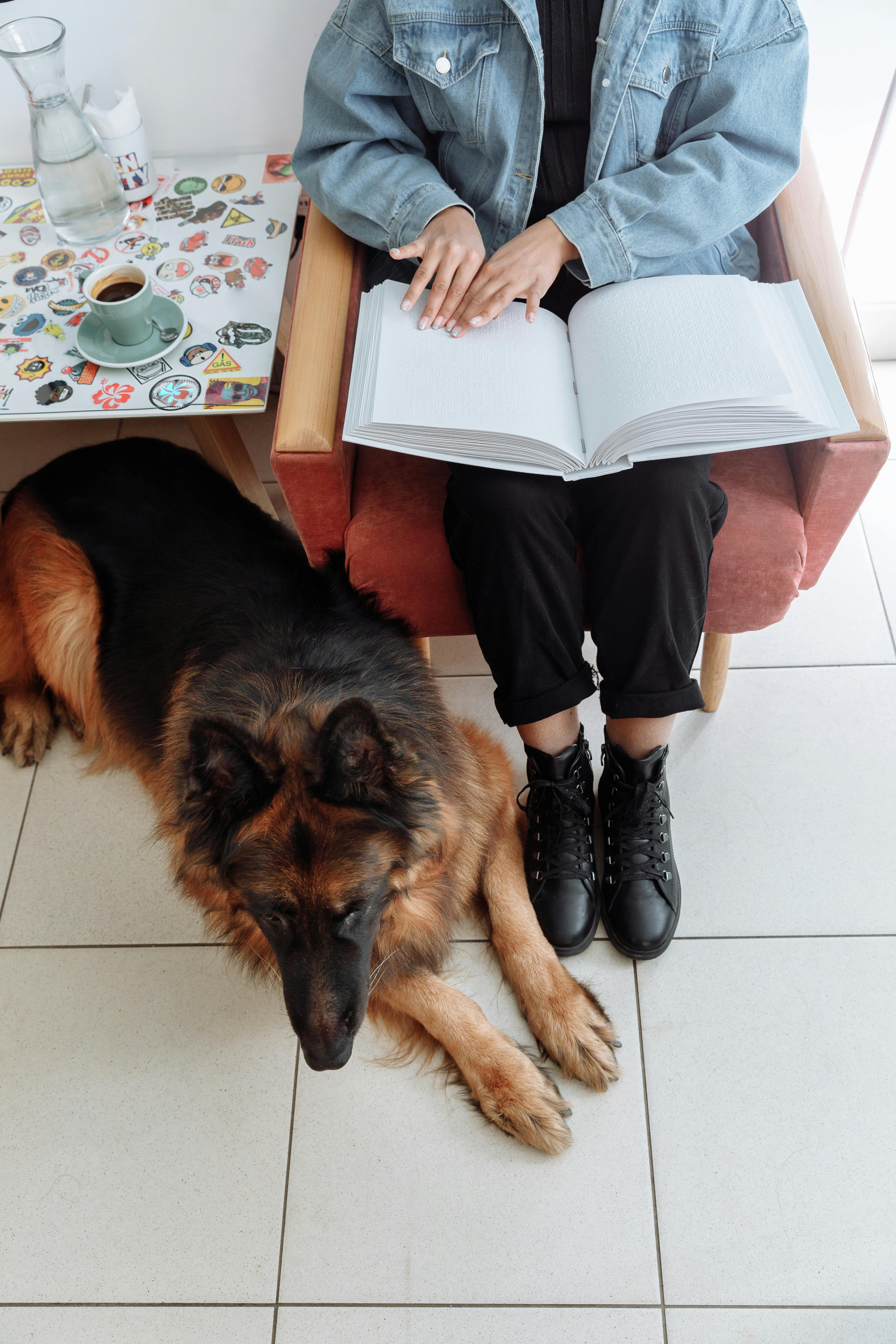 Guide Dogs Photos, Download The BEST Free Guide Dogs Stock Photos & HD ...