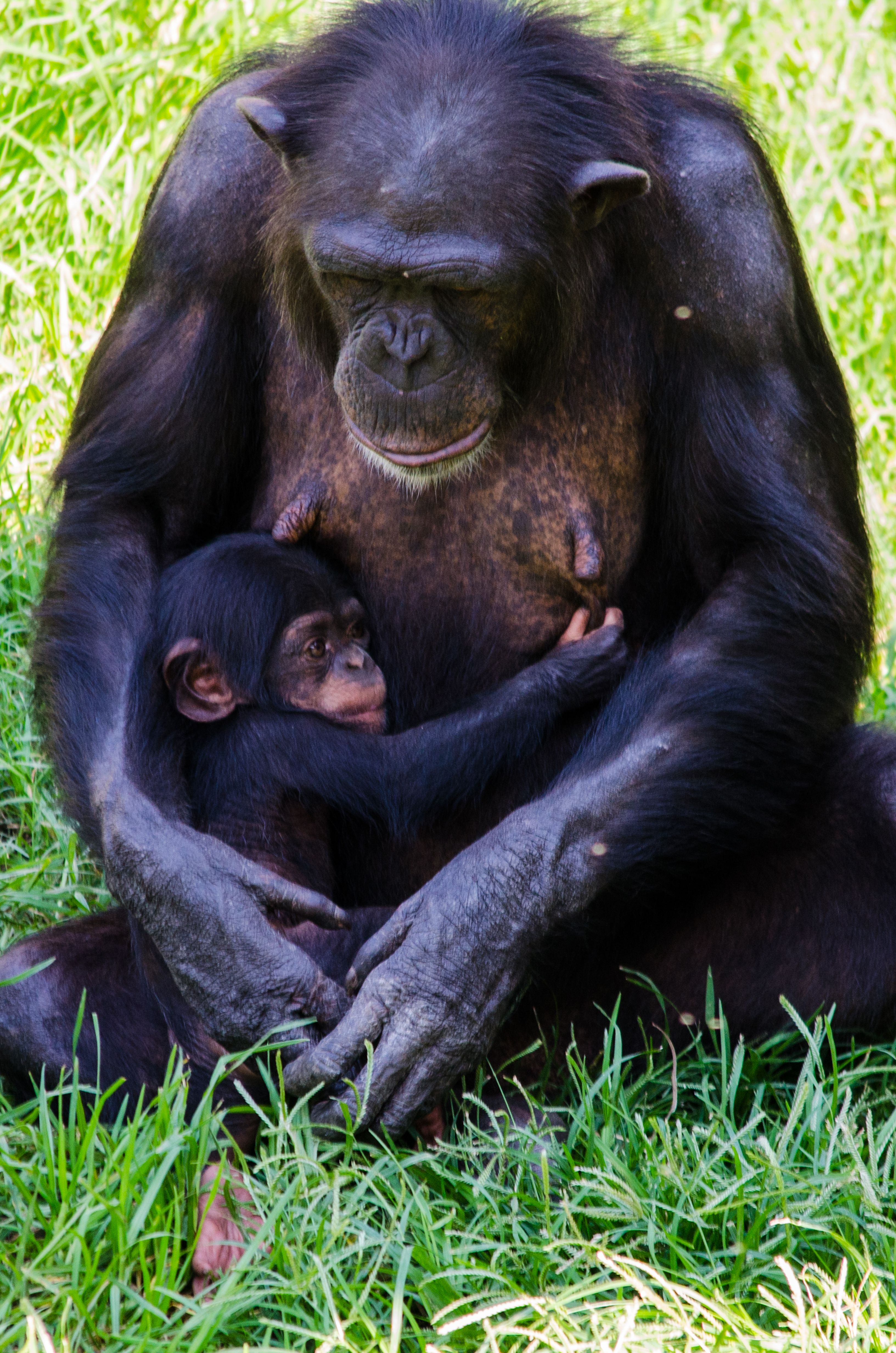Apes Photos, Download The BEST Free Apes Stock Photos & HD Images