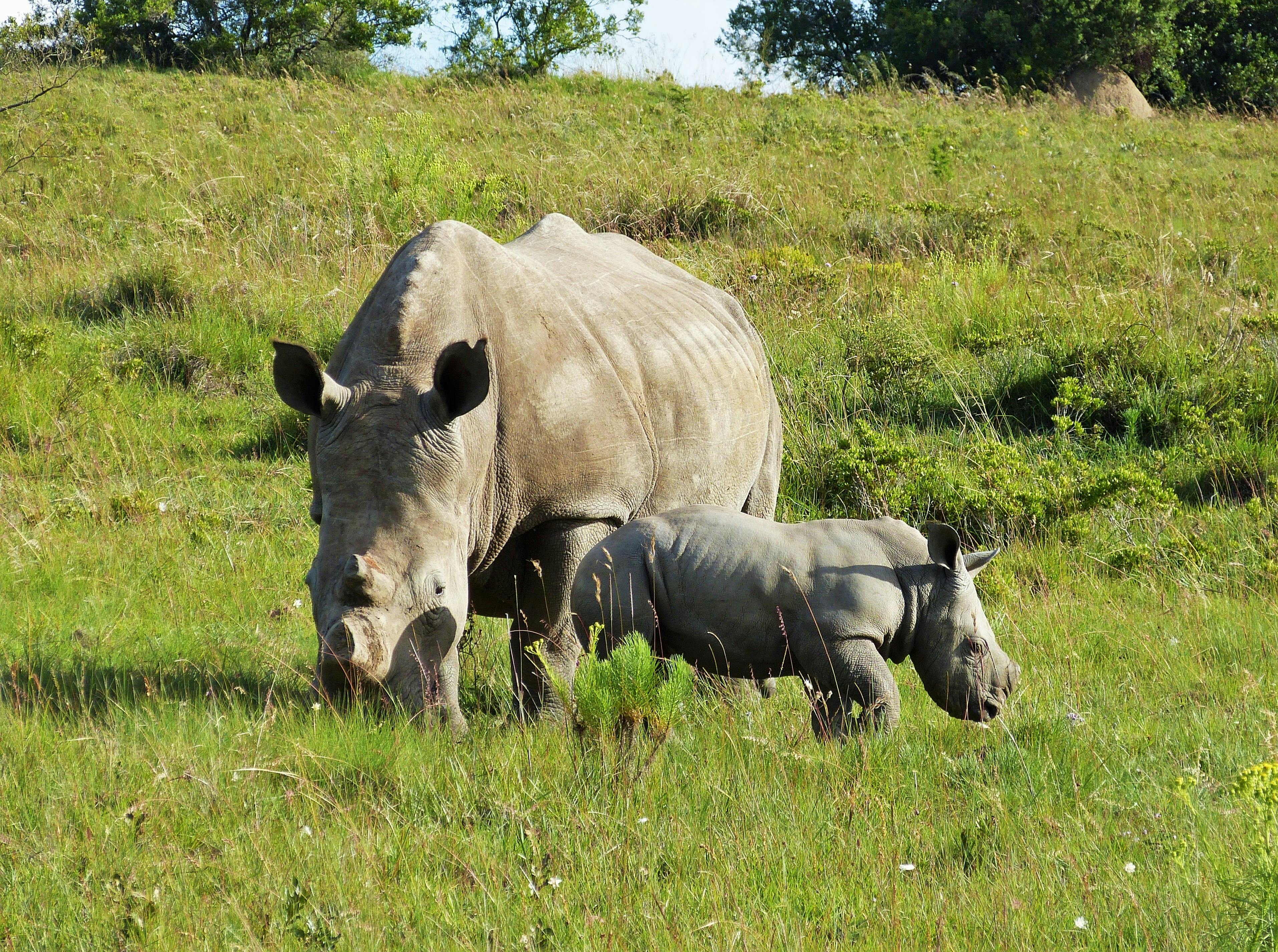 Gray Rhino in Macro Photography · Free Stock Photo