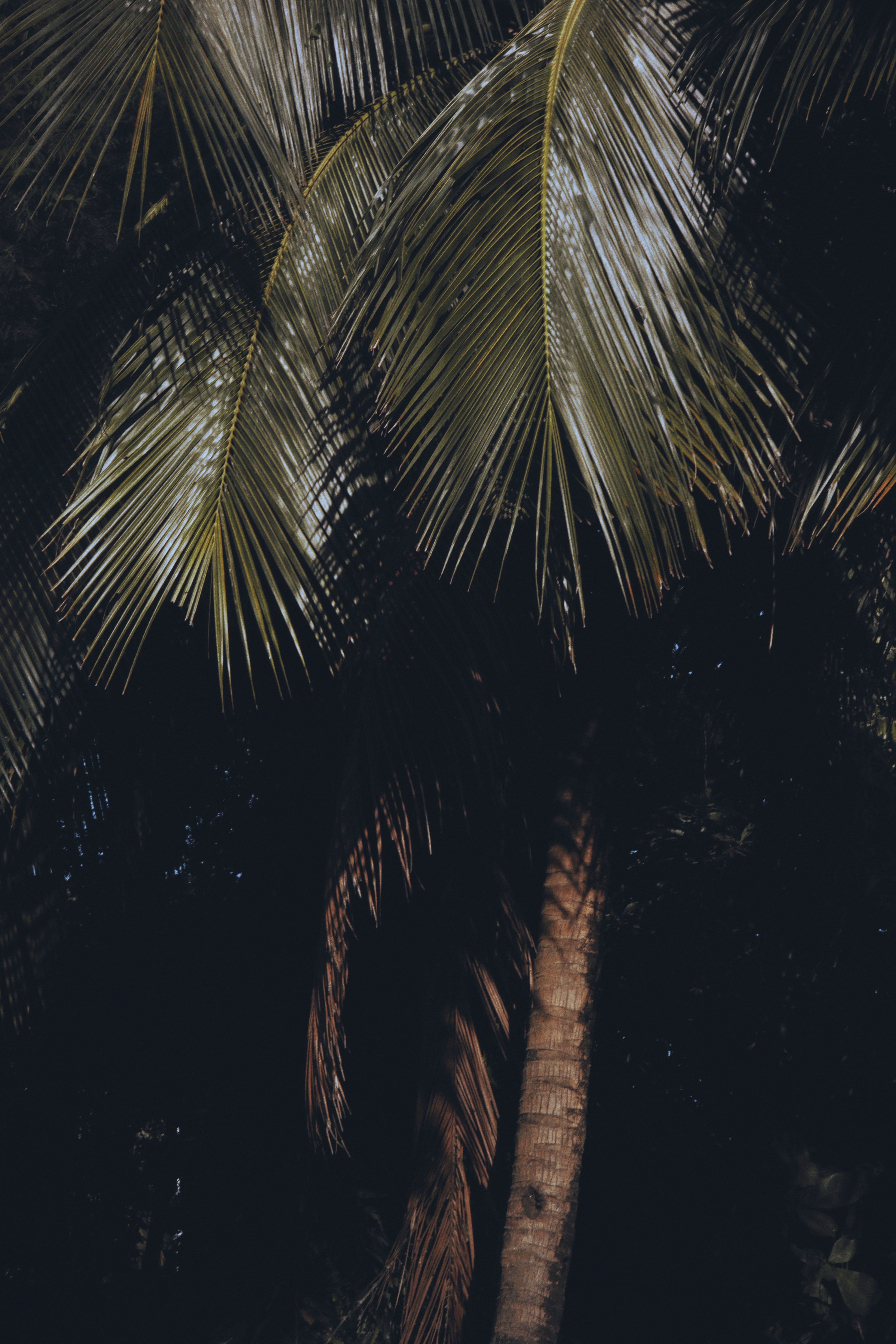 Green Palm Tree Beside Concrete Column · Free Stock Photo