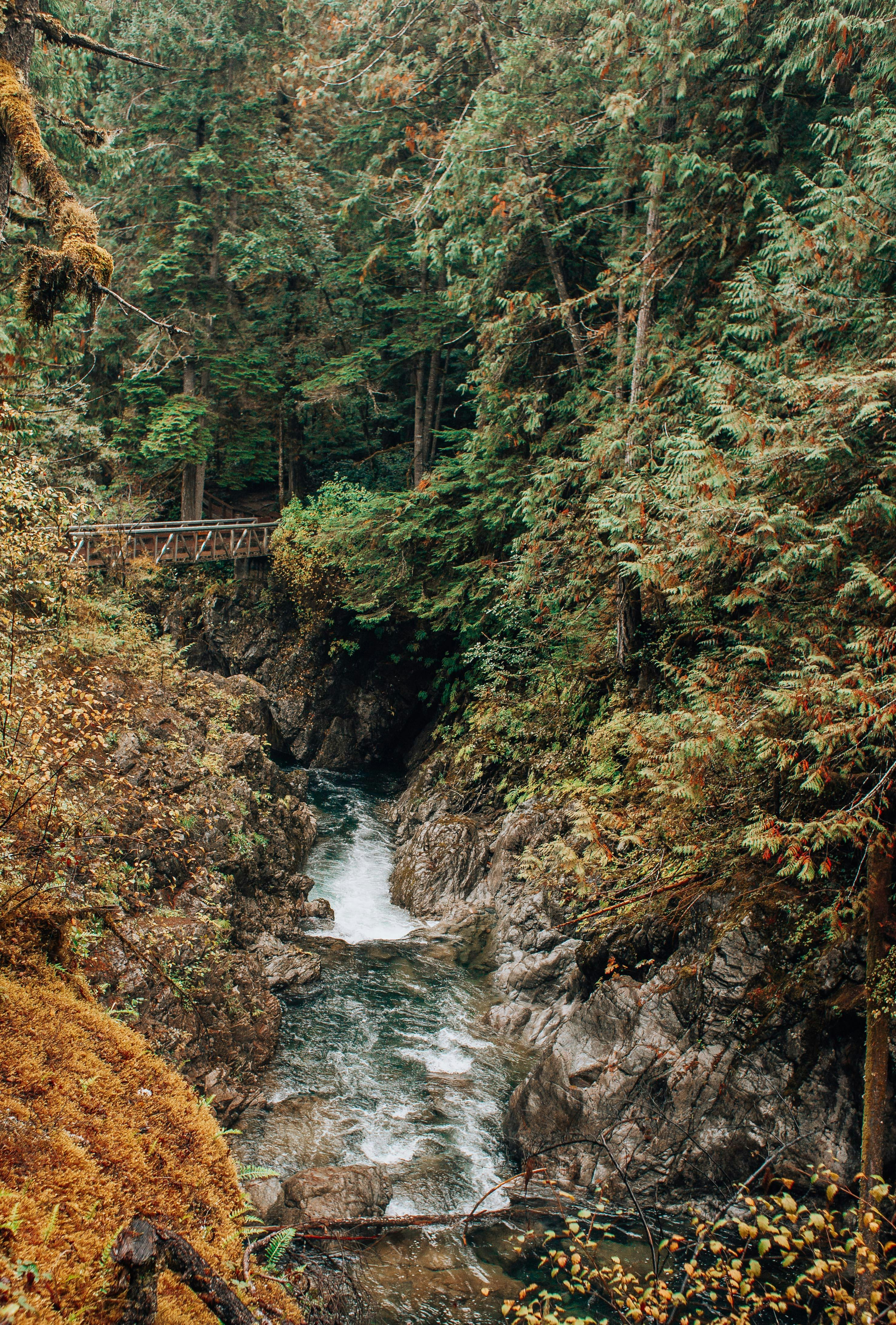 Photo of a Waterfall Between Trees · Free Stock Photo
