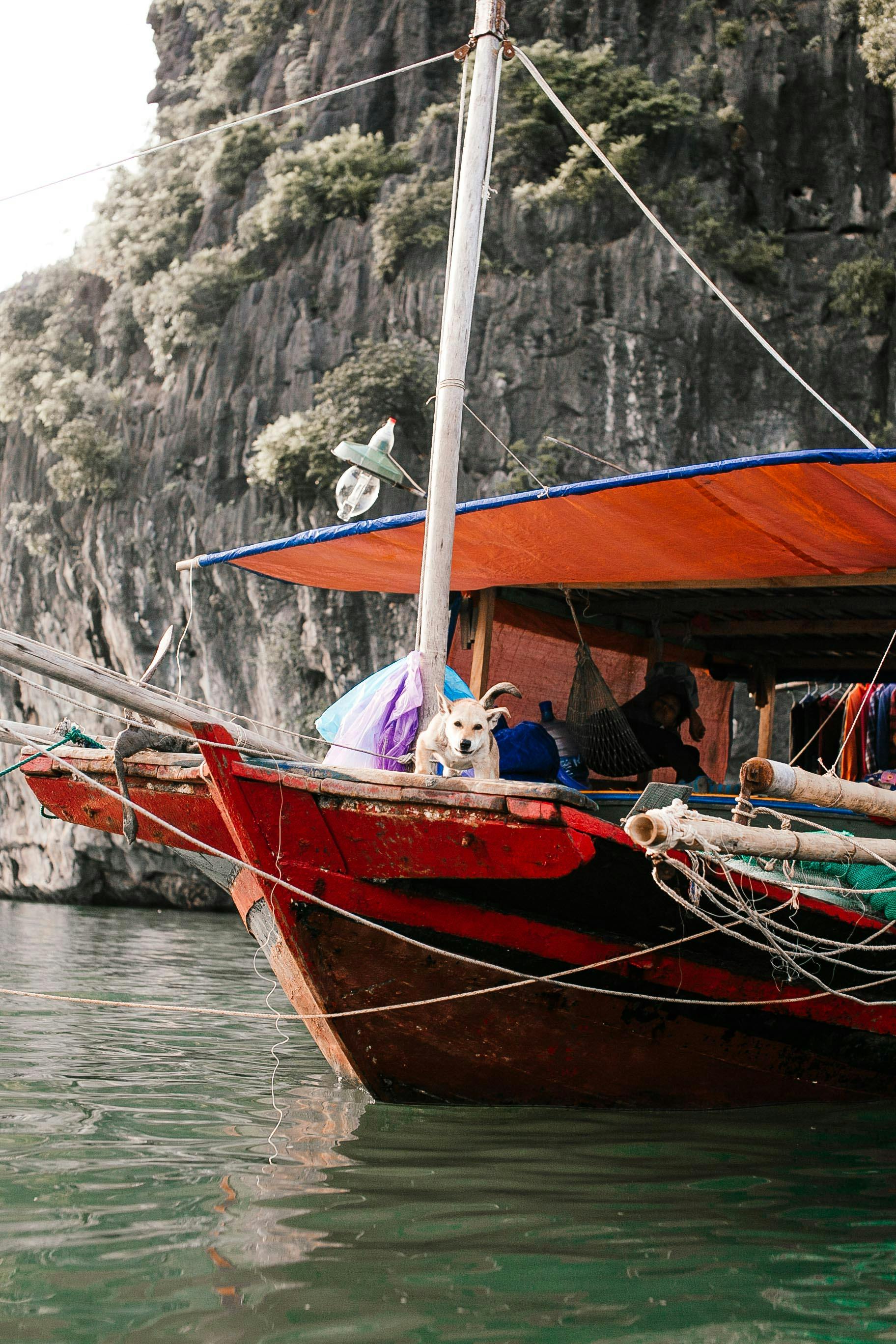 Rover Un Weisser Fish Photos, Download The BEST Free Rover Un Weisser ...