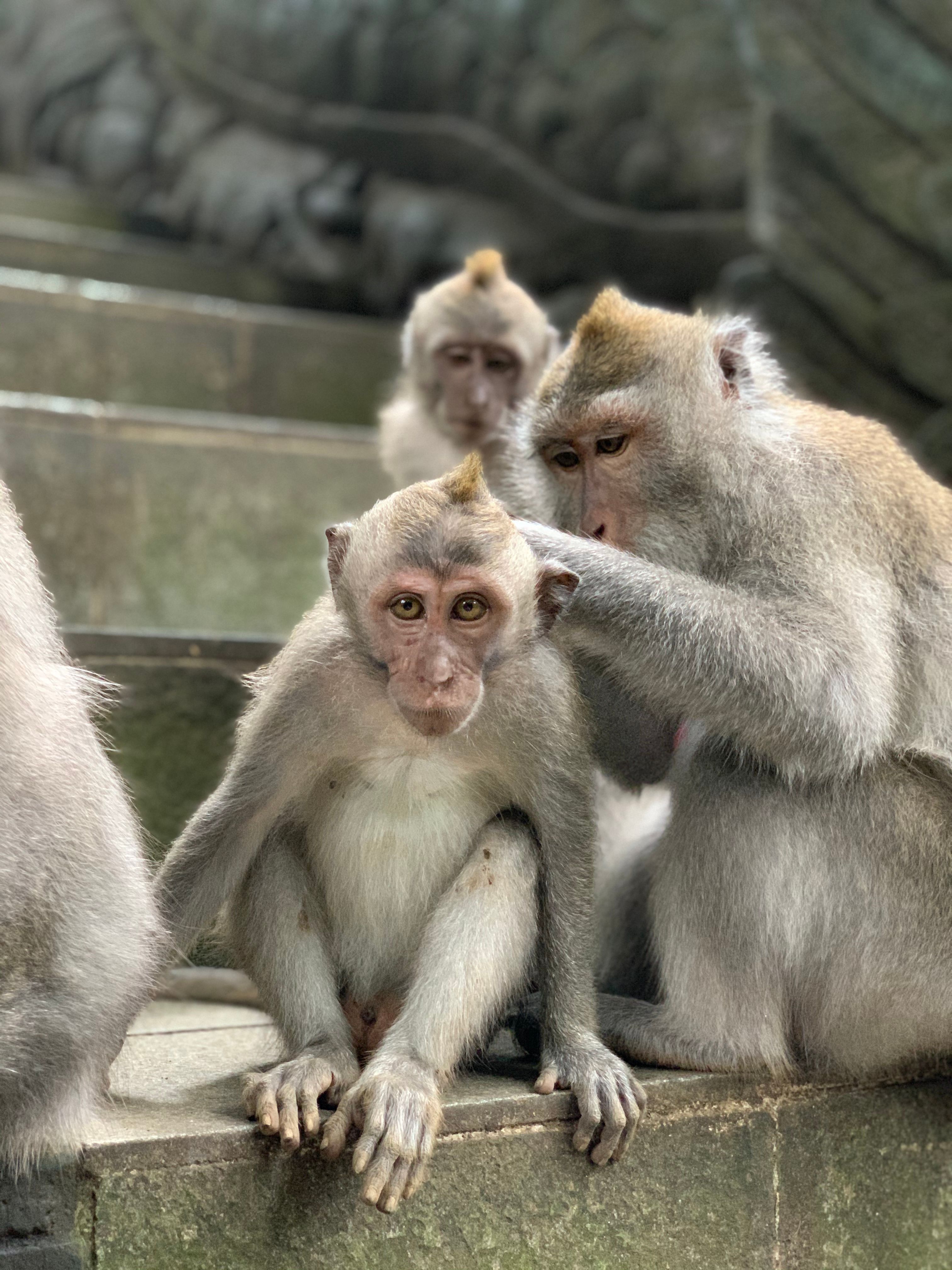 Photo Of Monkey · Free Stock Photo