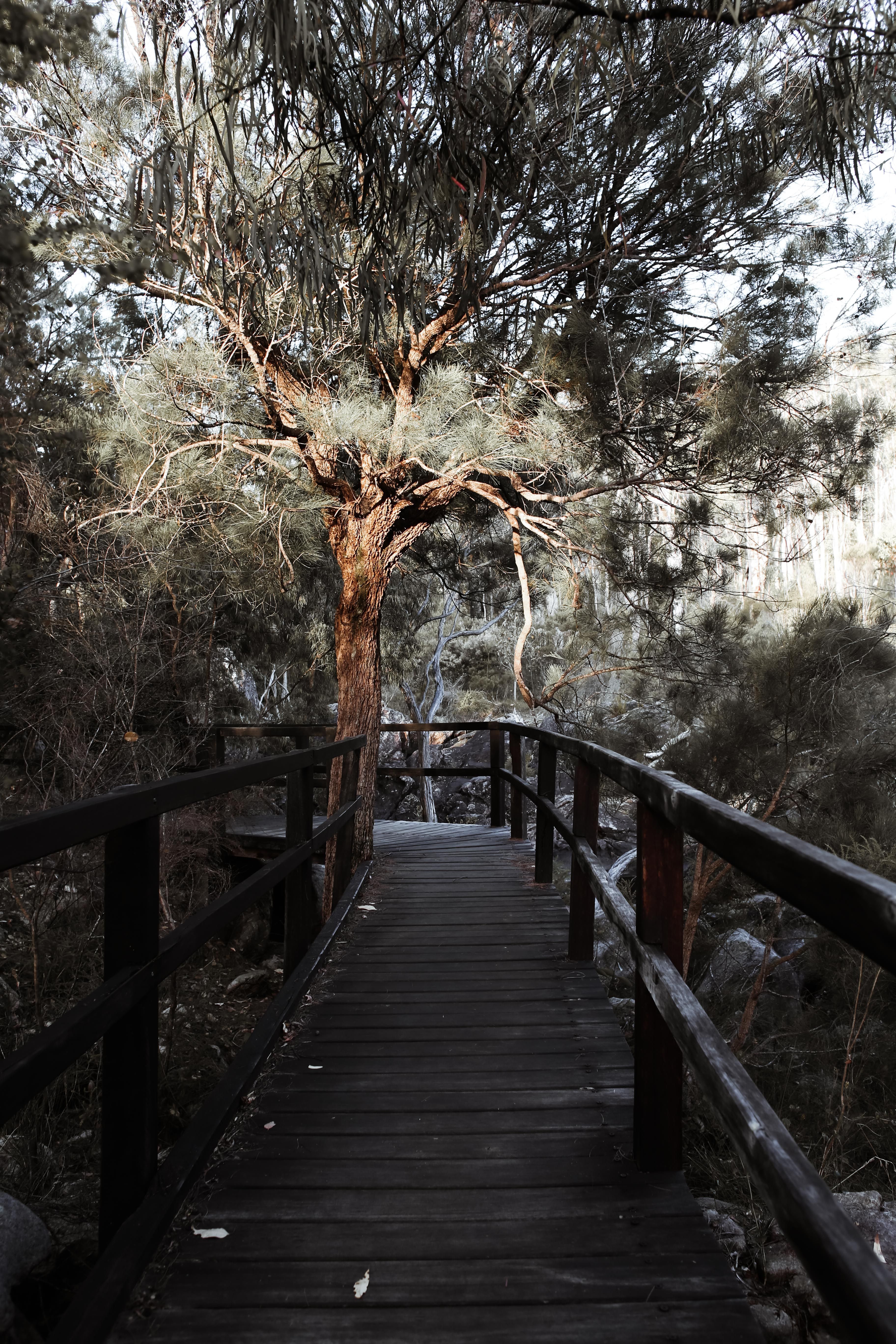 Forest Bridges Photos, Download The BEST Free Forest Bridges Stock ...