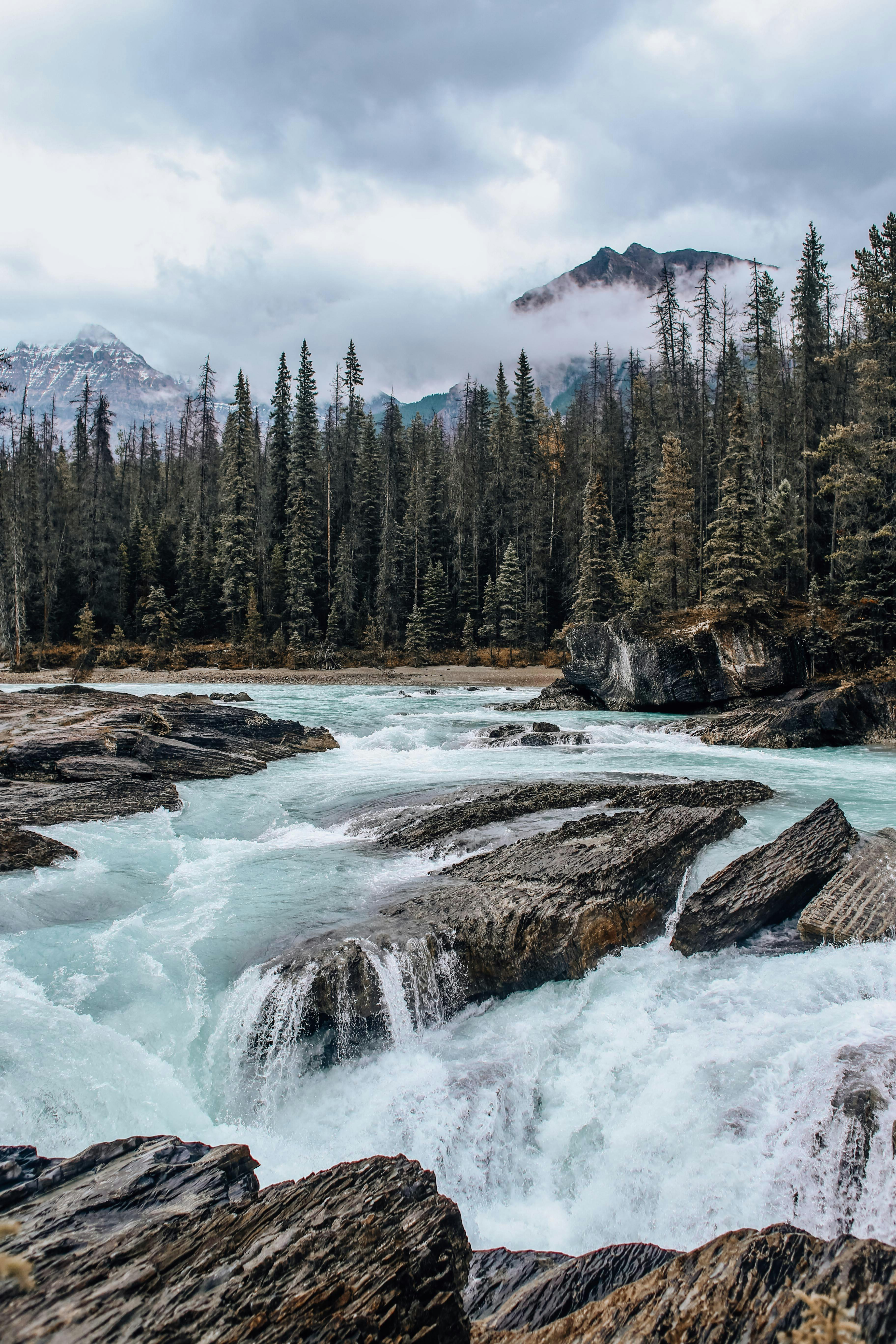 Green Pine Trees Near River · Free Stock Photo