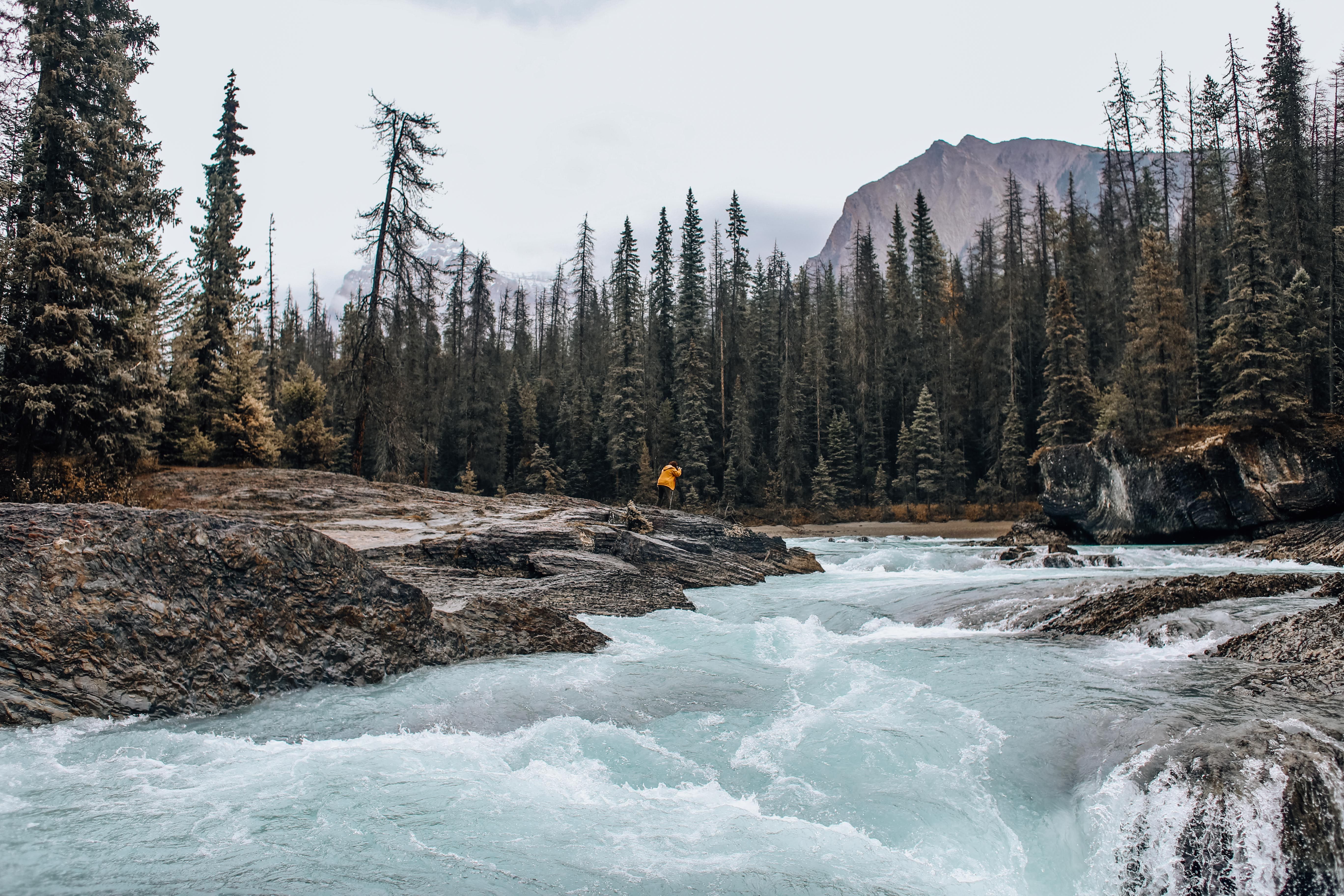 Trees Near River · Free Stock Photo