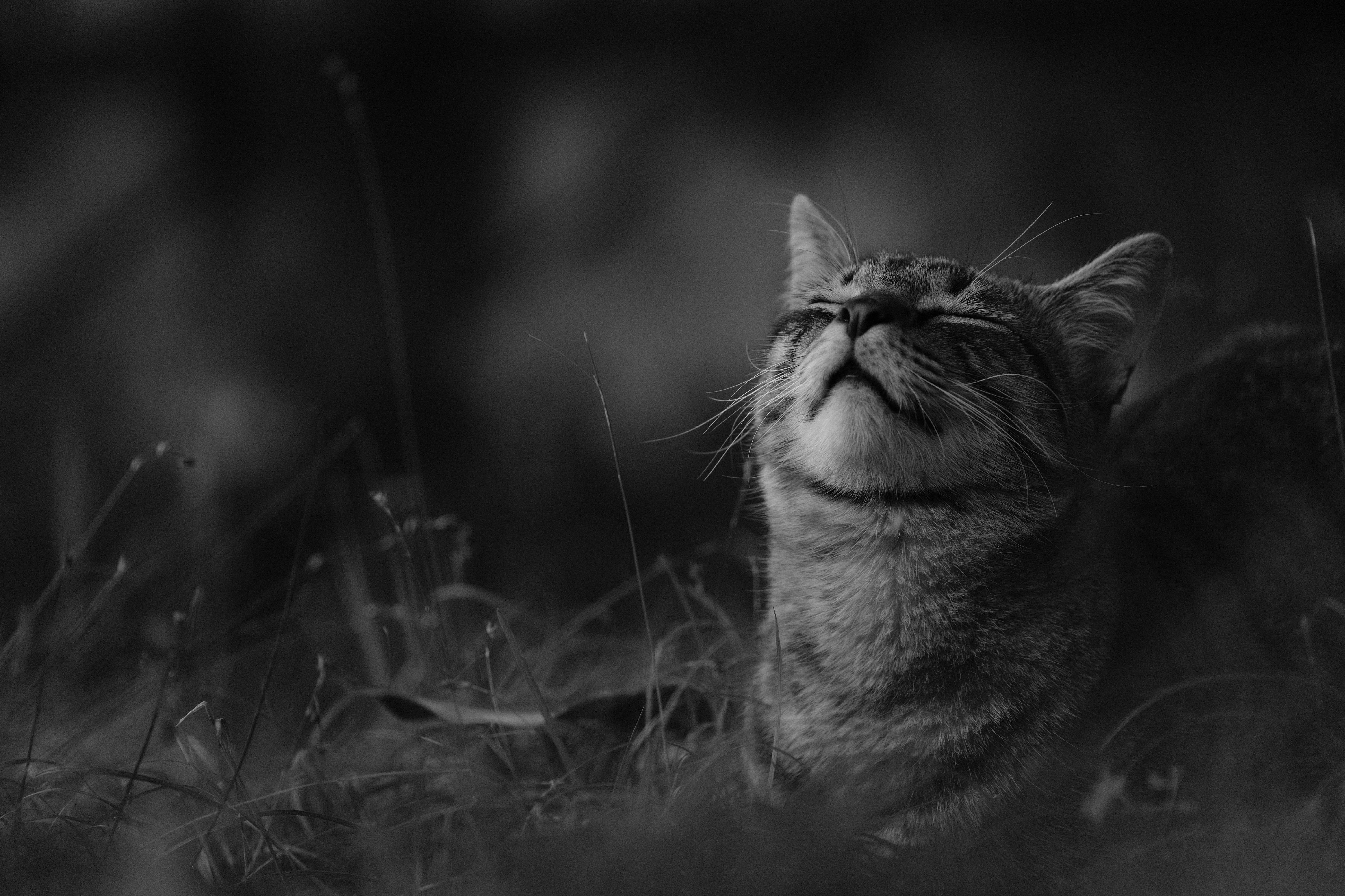 Grayscale Photo of Cat · Free Stock Photo