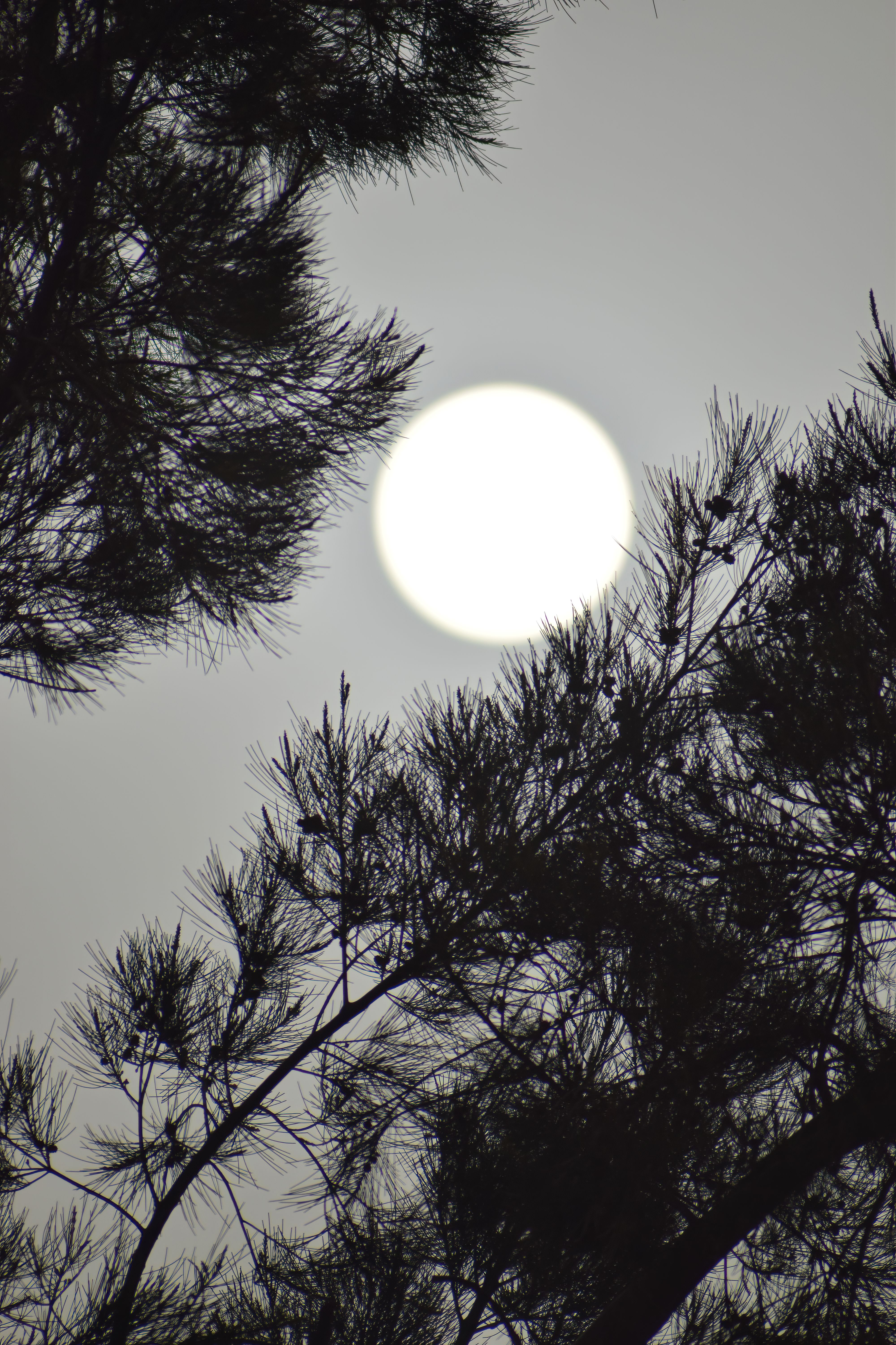Trees Under the Moon Sky · Free Stock Photo