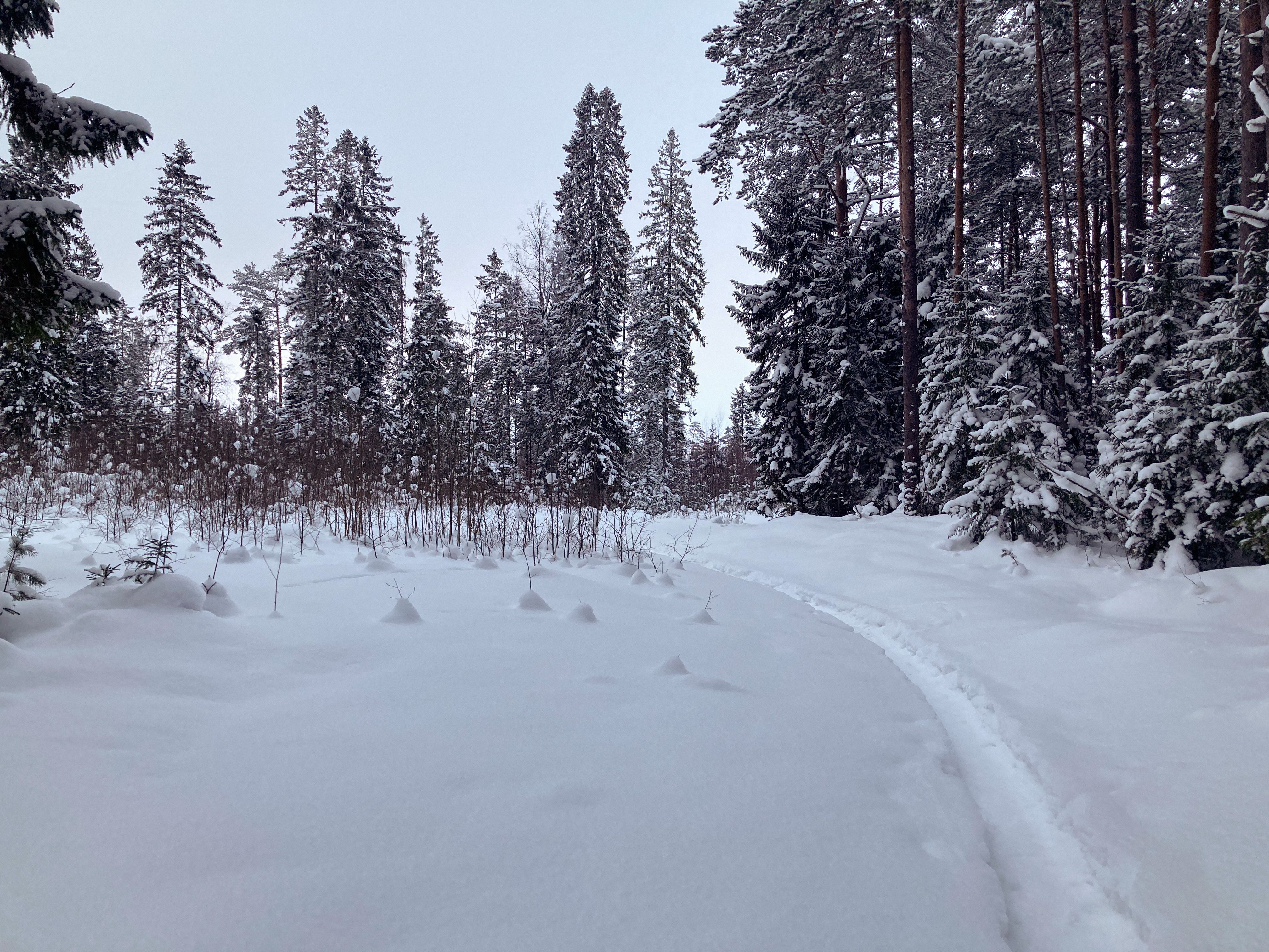 Trace in Forest in Winter · Free Stock Photo