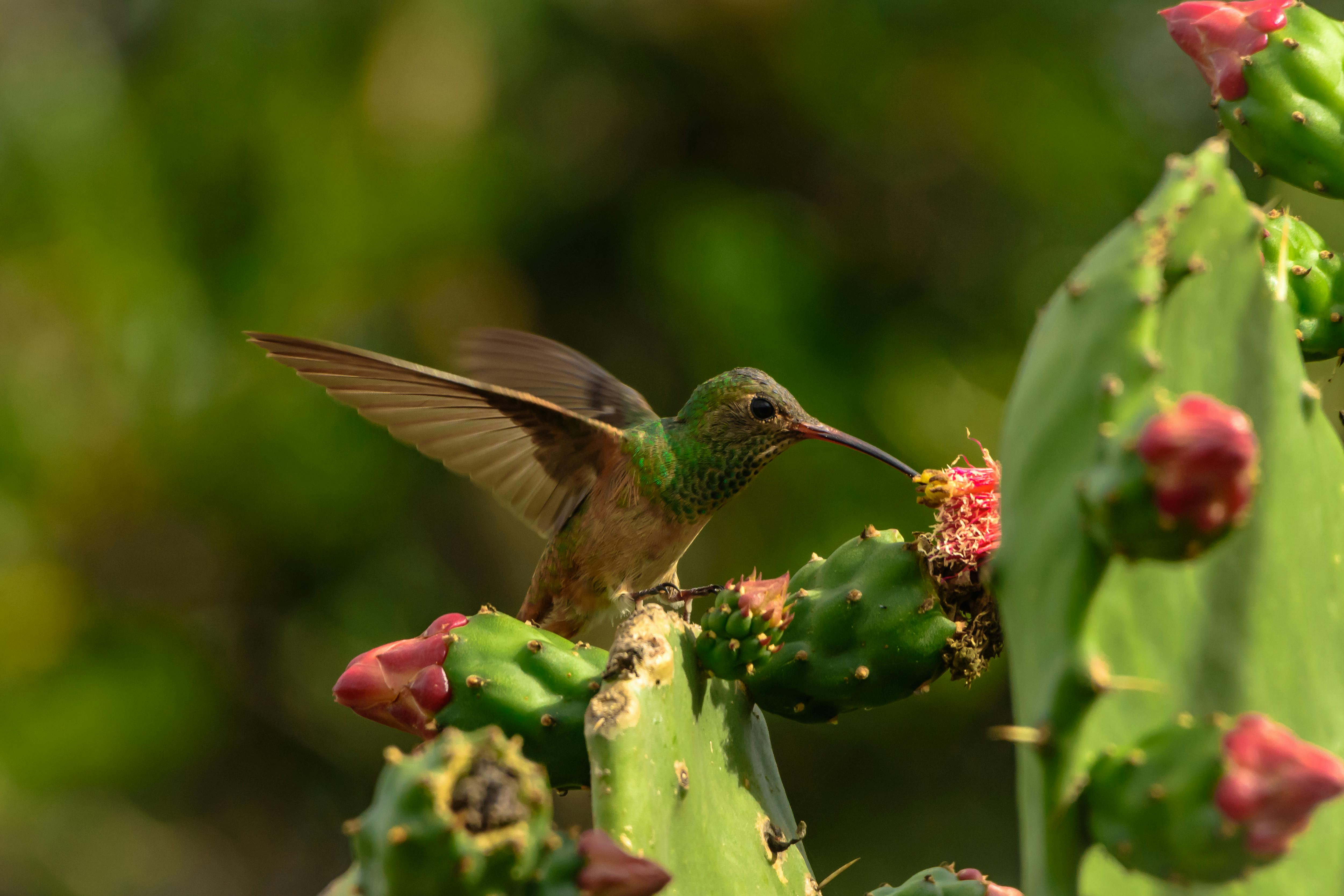 Close-Up Shot of a Hummingbird · Free Stock Photo