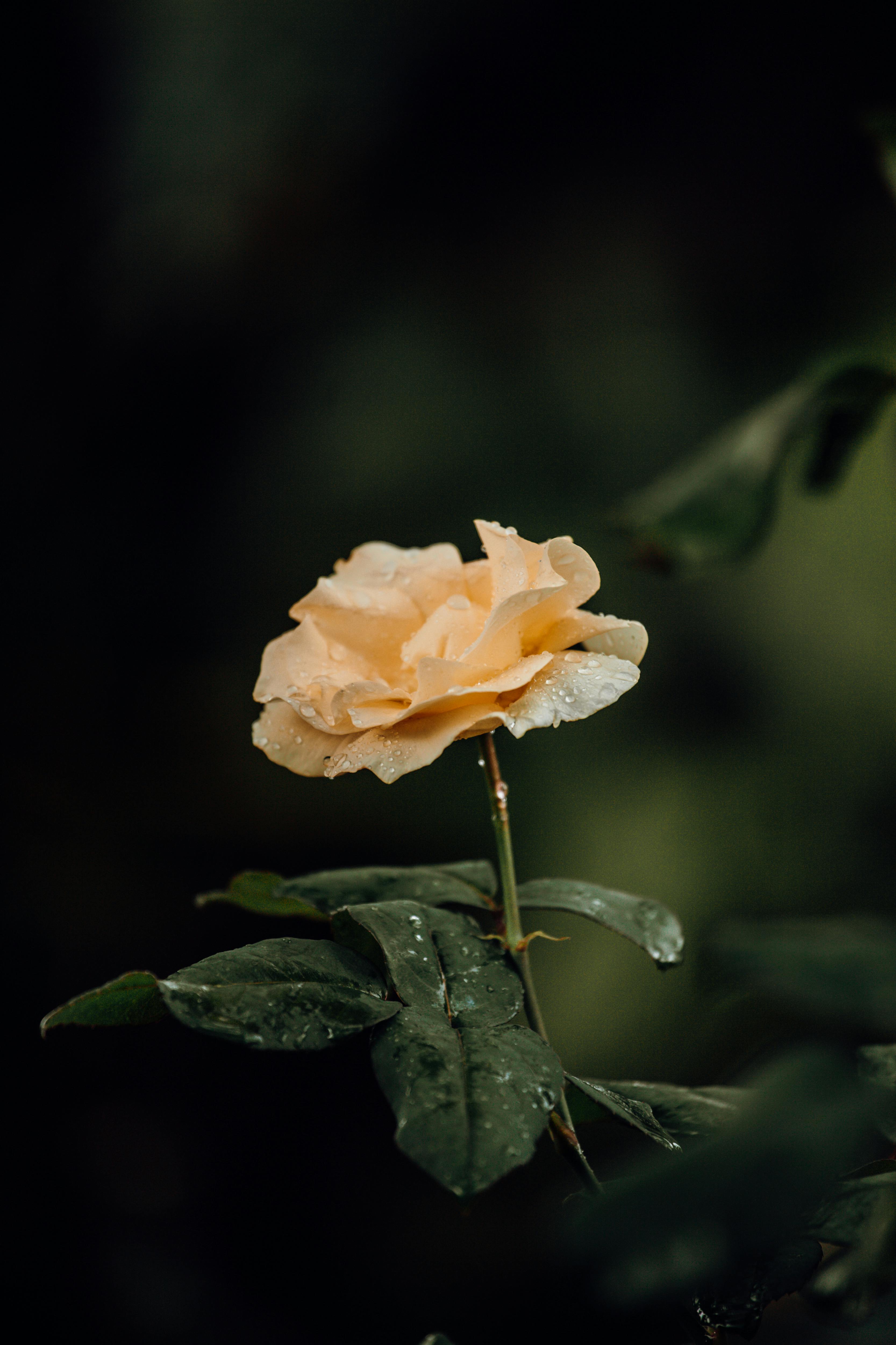 Ivy with flowers and dew on curved foliage in forest · Free Stock Photo