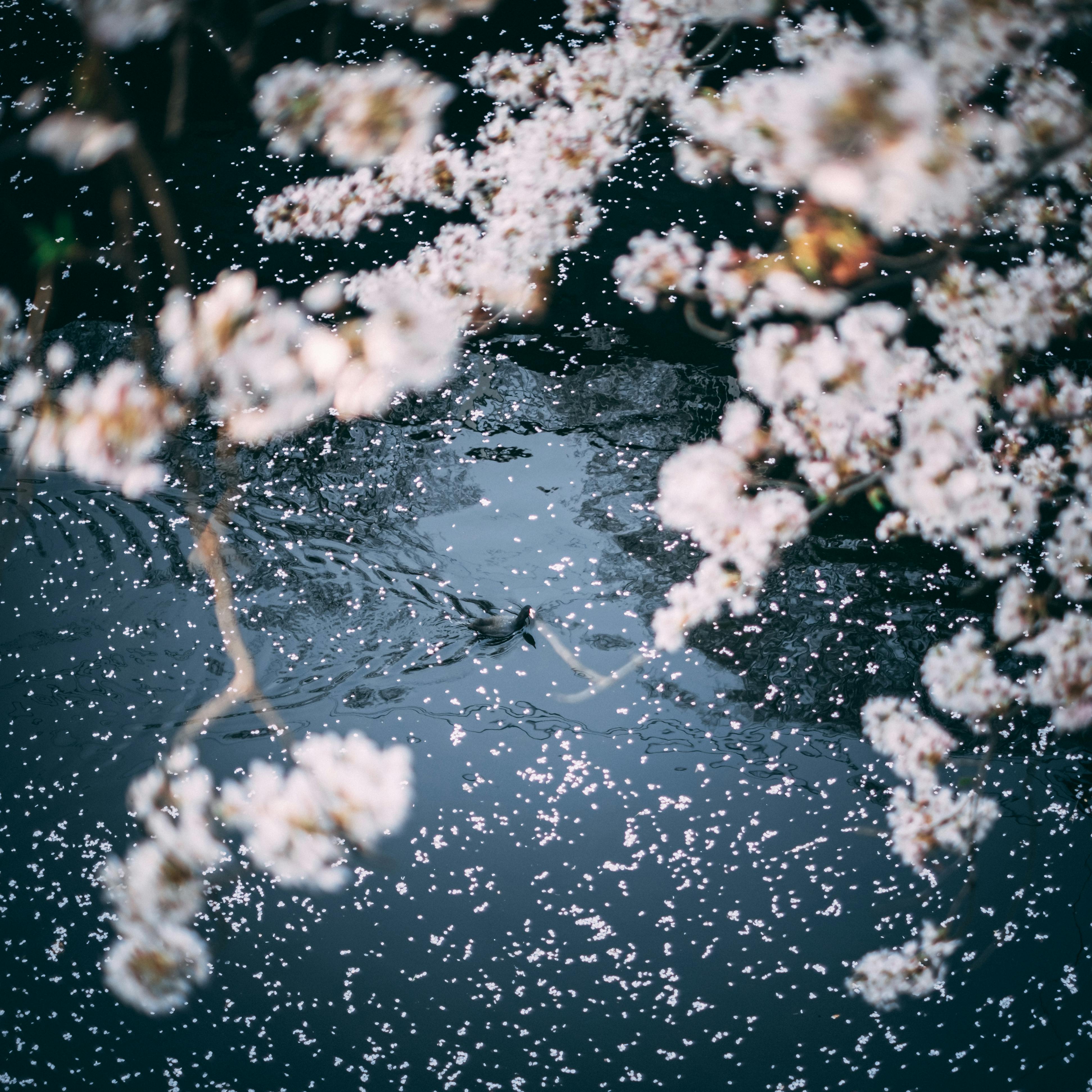 Sakura Branches above Water · Free Stock Photo
