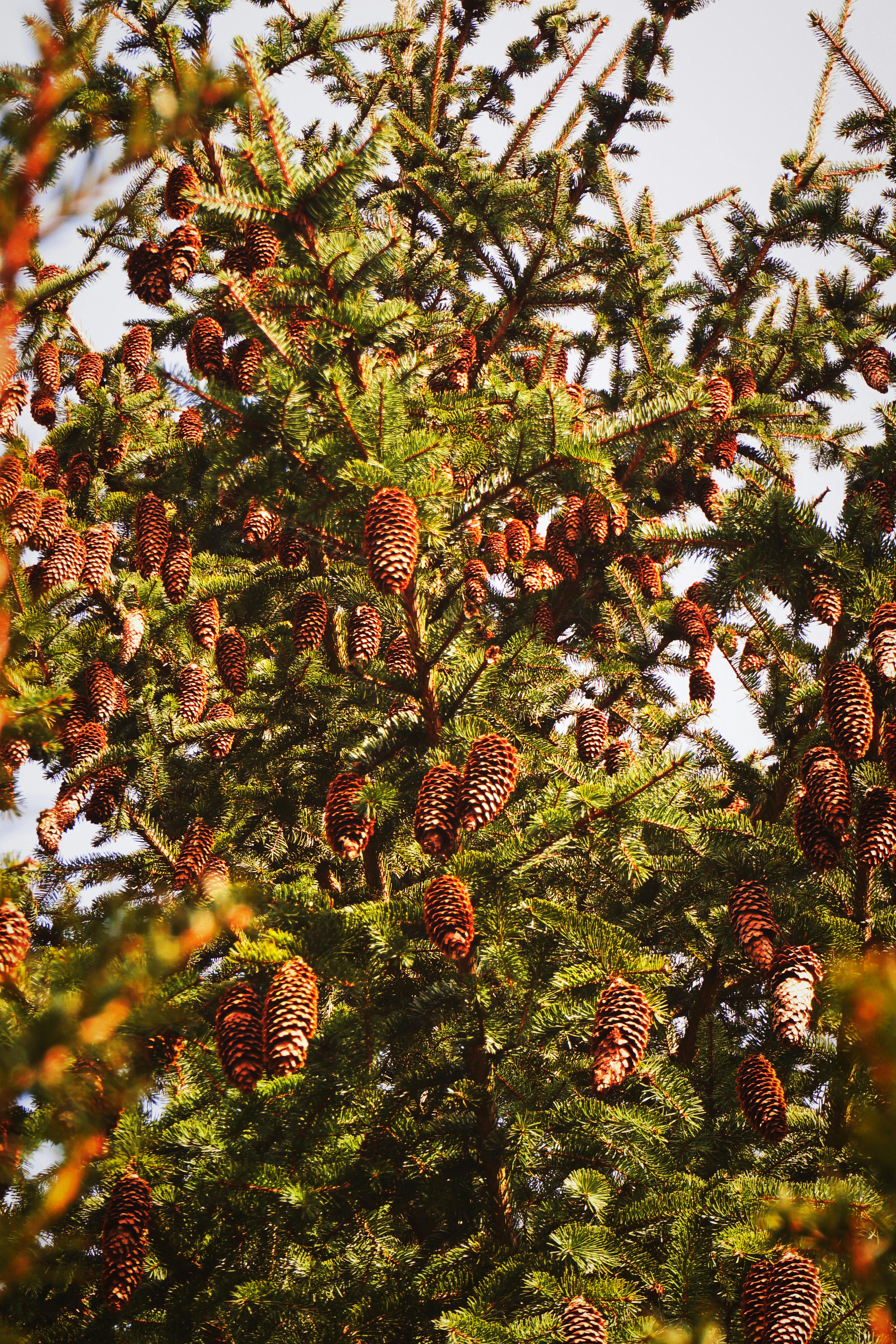 Tree With Green Leaves · Free Stock Photo