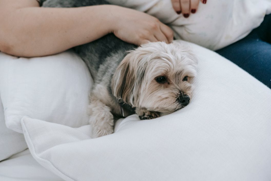 List of Dog Crossbreeds: 24 Unique Mixed-Breed Companions