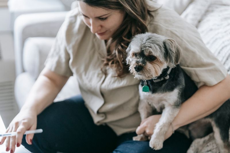 Morkie Lifespan Guide: Health, Genetics, and Longevity Tips