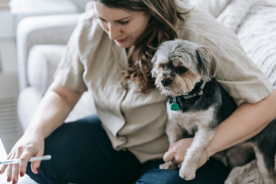 Morkie Lifespan Guide: Health, Genetics, and Longevity Tips