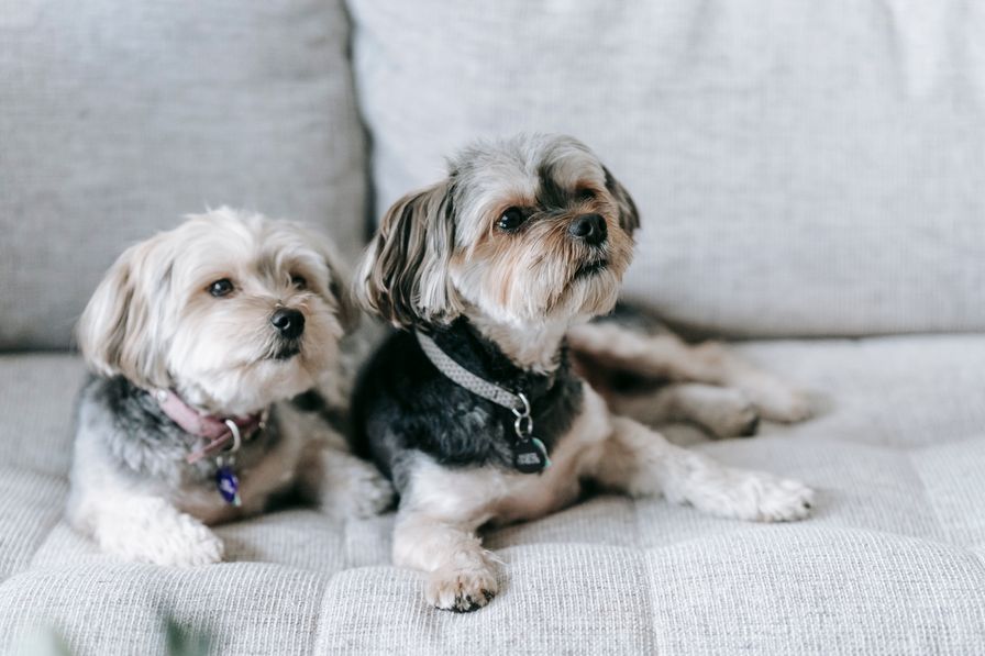 Meet the Happy Male Morkie: Essential Care and Needs