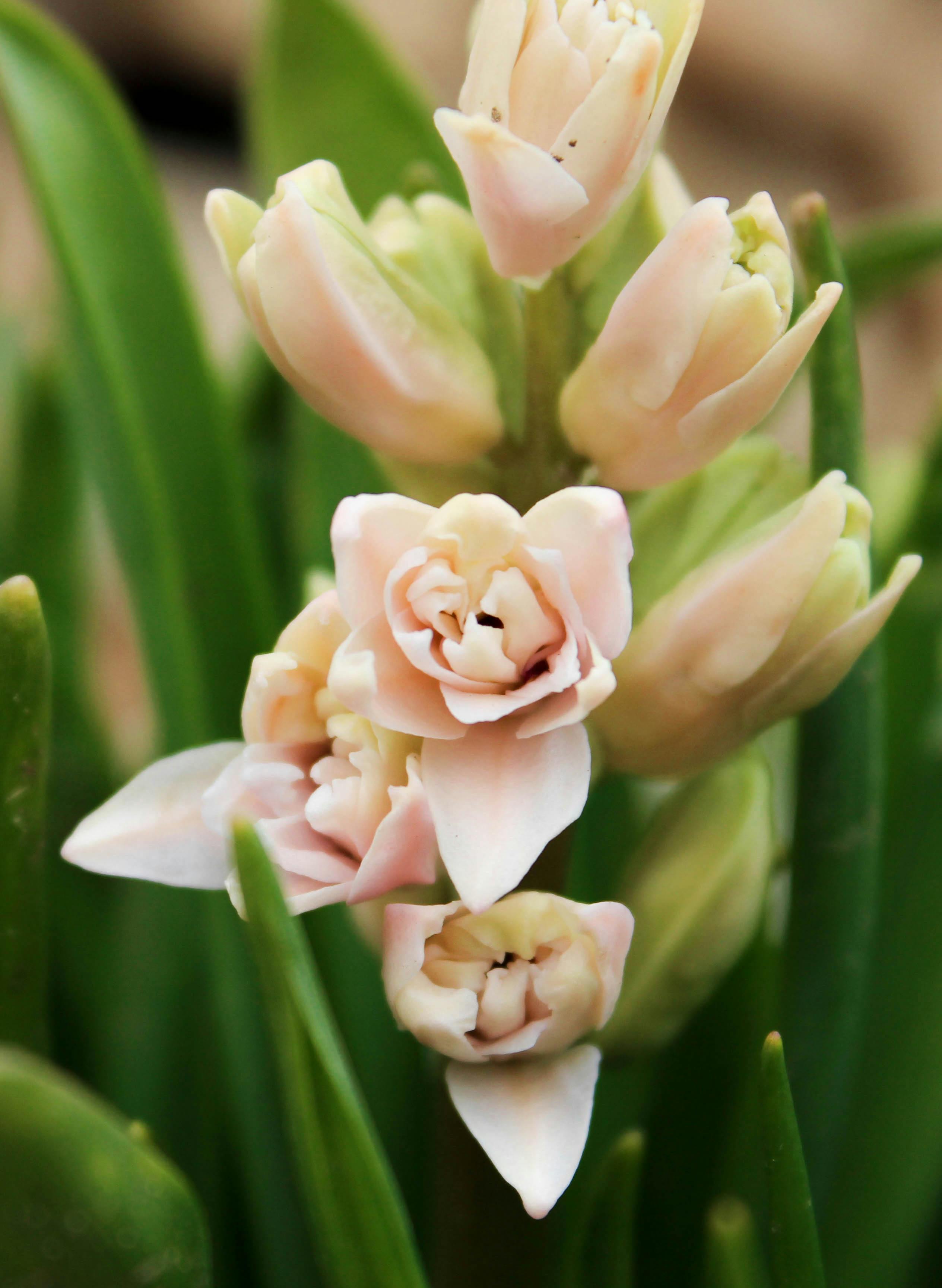 Close-up Shot of a Blue Lily Flower · Free Stock Photo