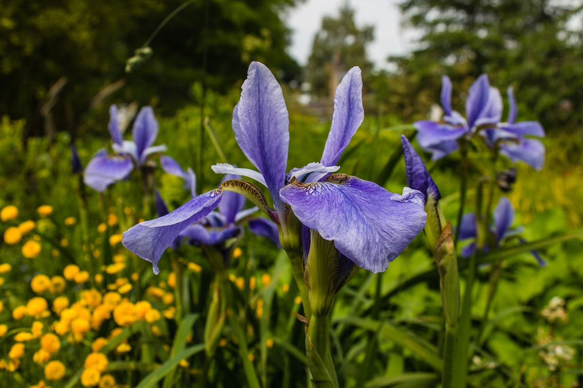 Iris Flower Photos, Download The BEST Free Iris Flower Stock Photos ...