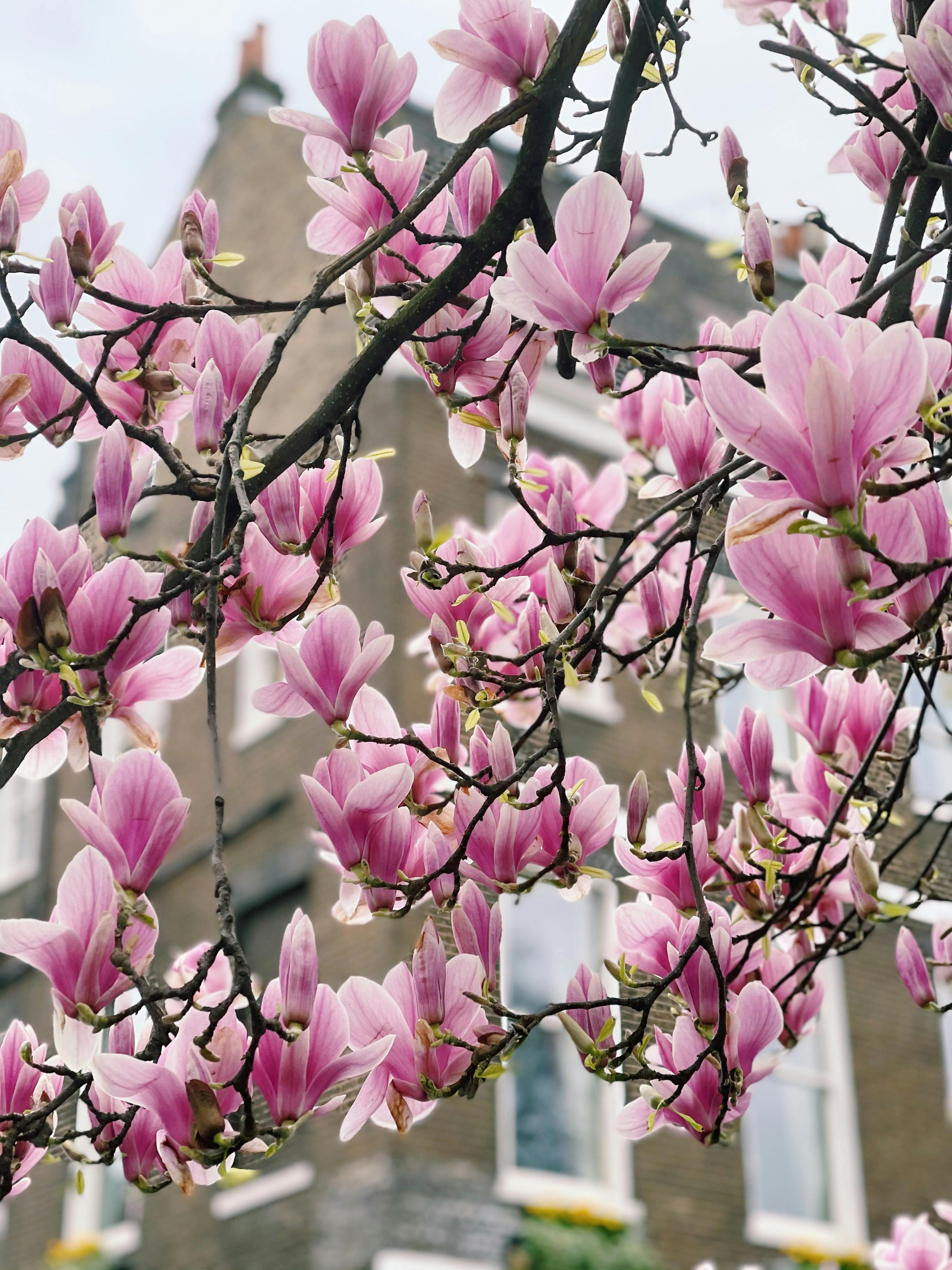 Magnolia Tree Background Photos, Download The BEST Free Magnolia Tree ...