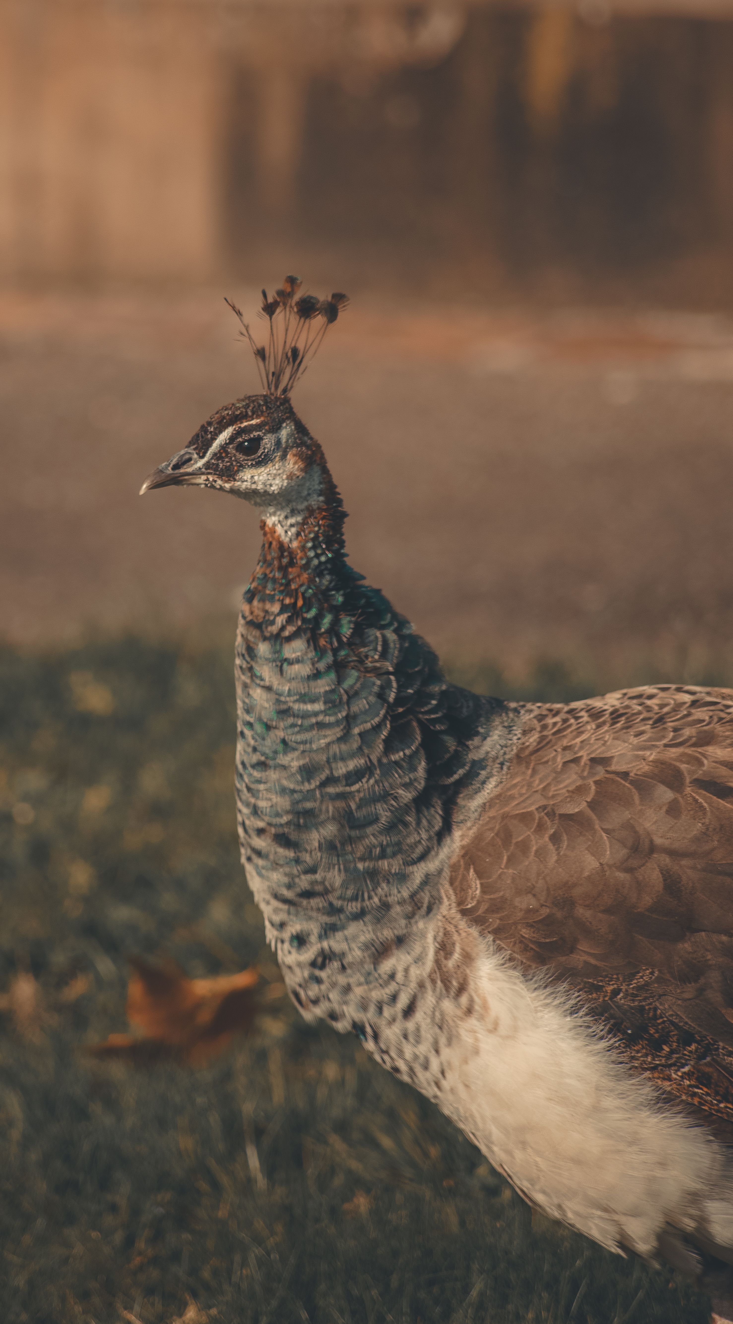A Side View of a Peacock · Free Stock Photo
