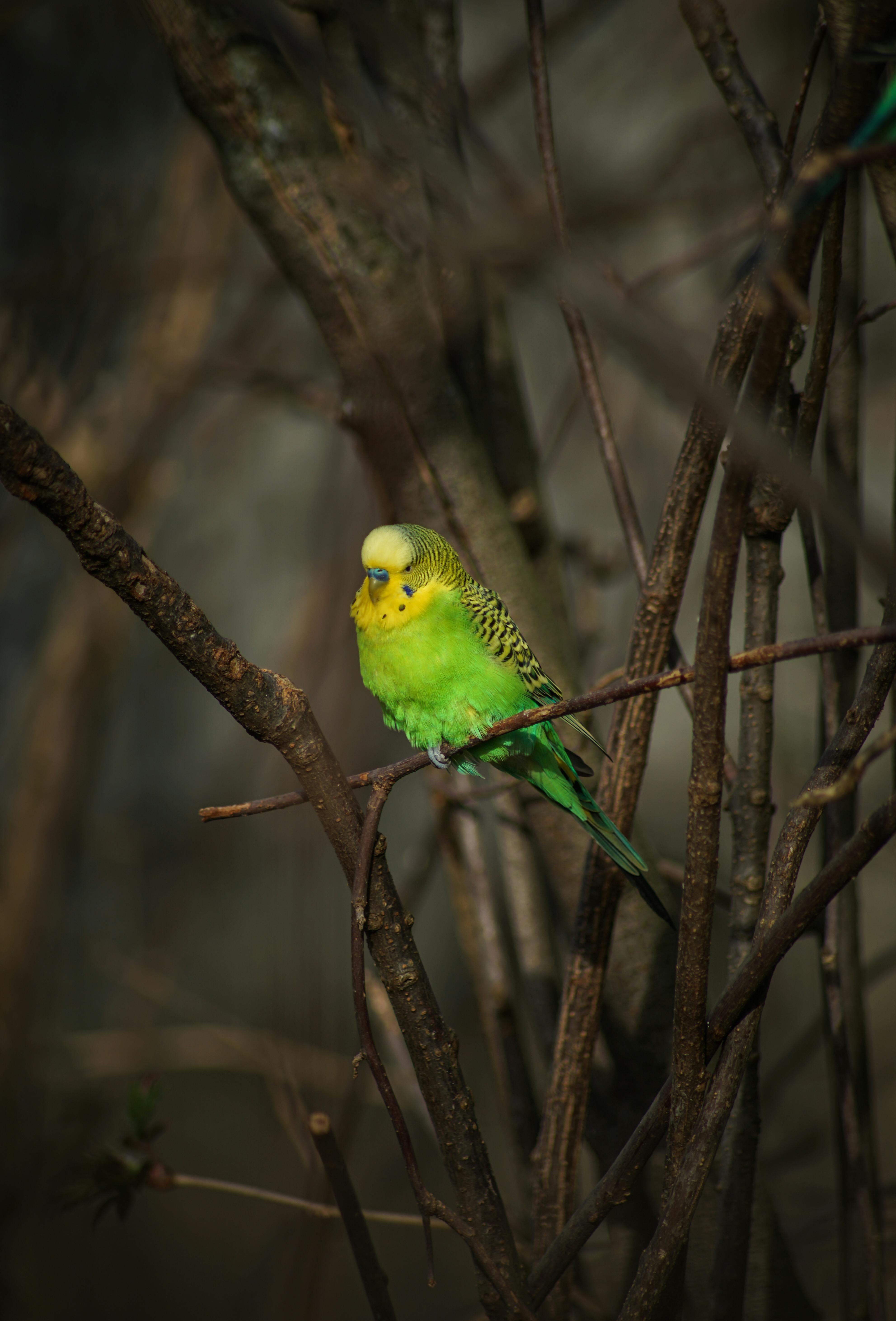 Selective Focus Photo of a Caged Orange and Yellow Baby Parrot Perched ...