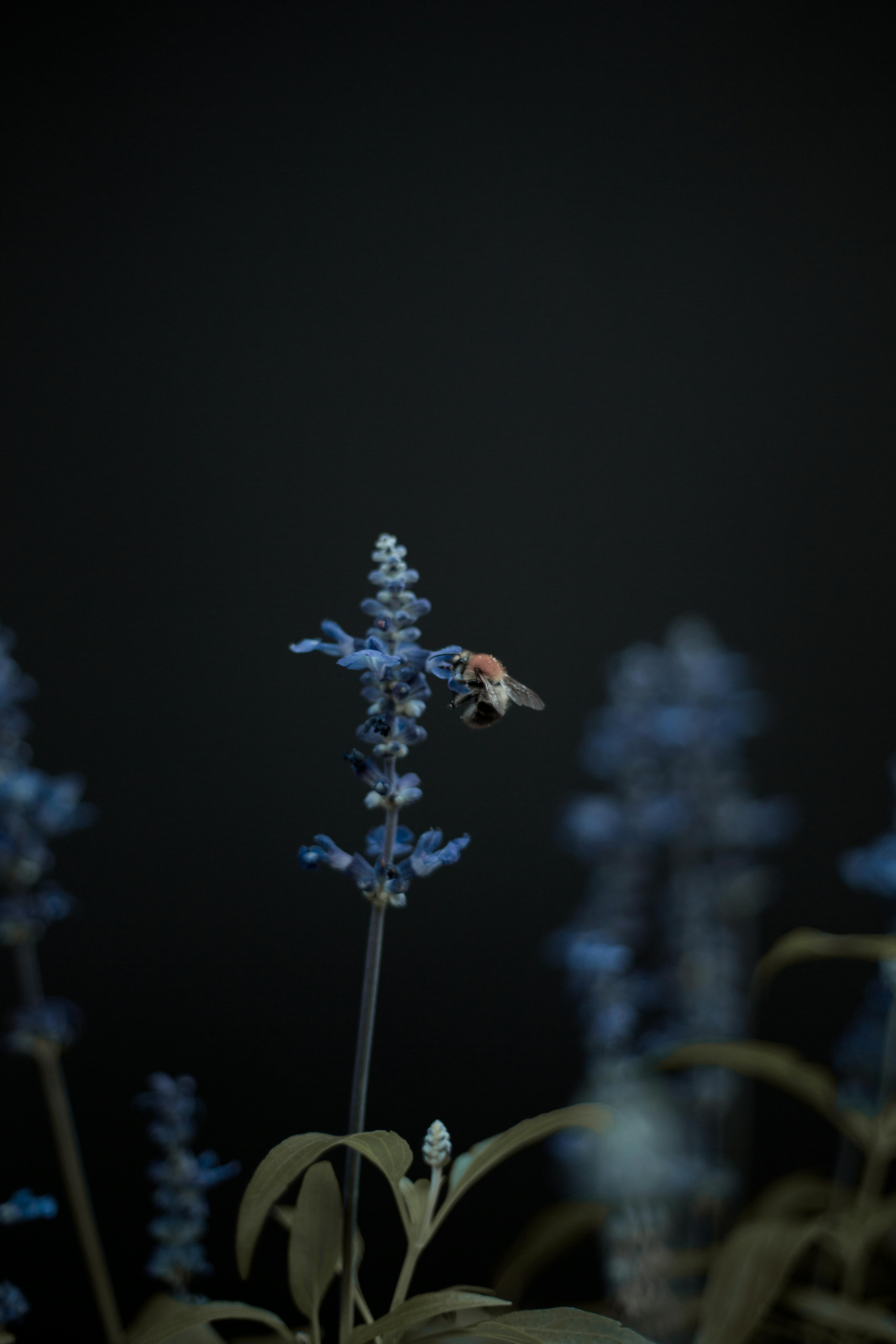 Bee on Blue Flower · Free Stock Photo