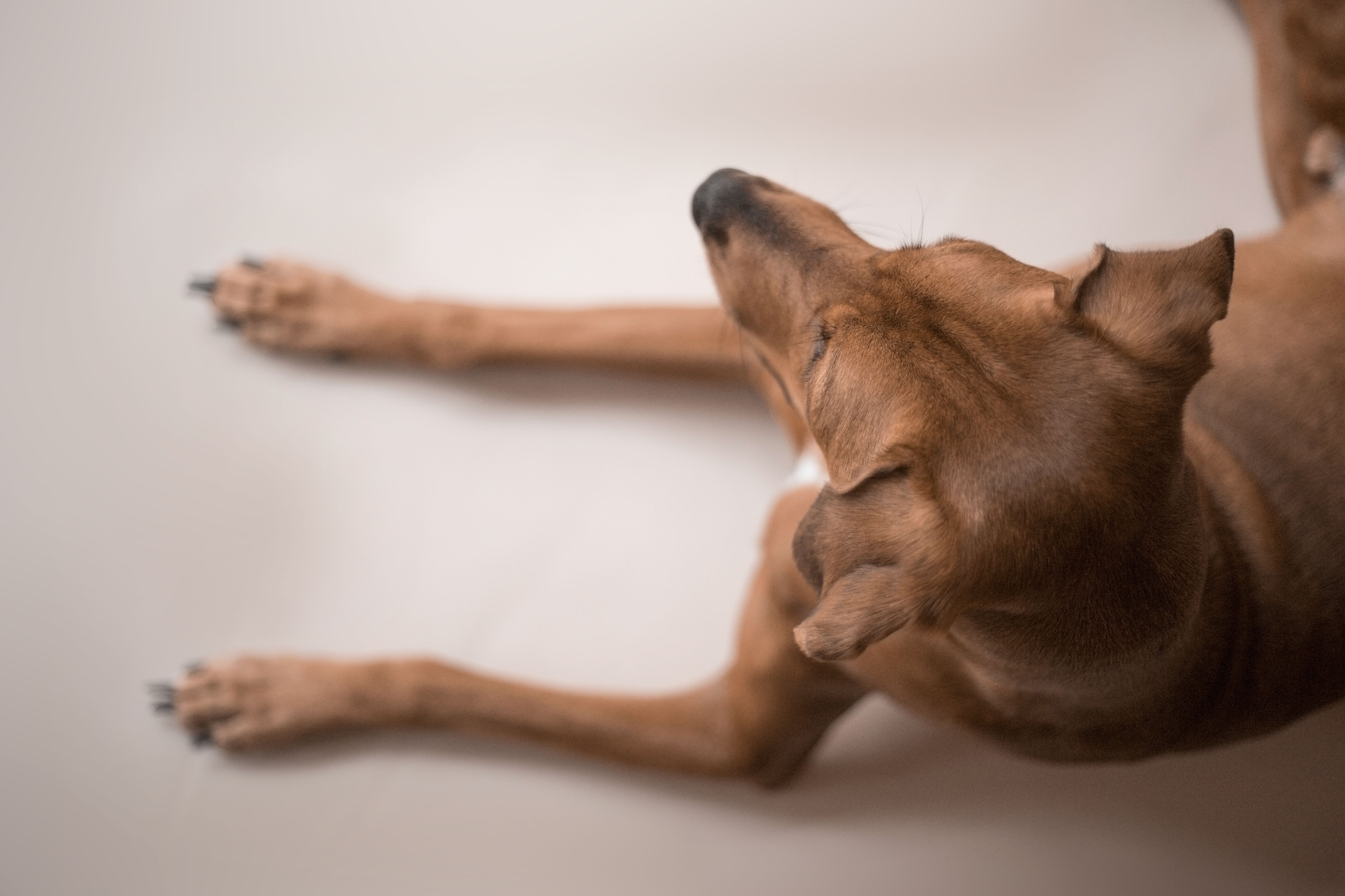 Top View of Brown Dog · Free Stock Photo