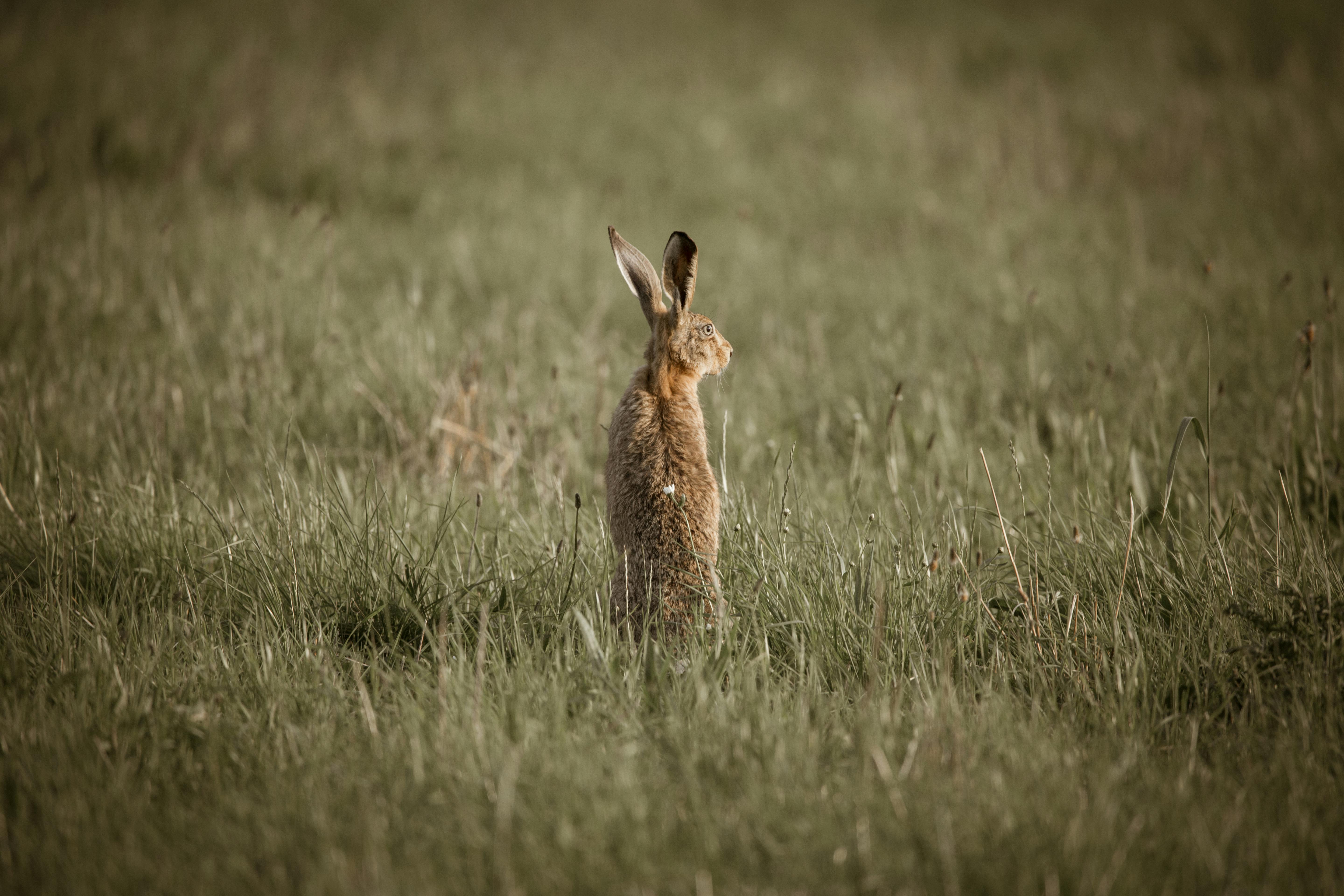 Brown Rabbit on Grass Field · Free Stock Photo