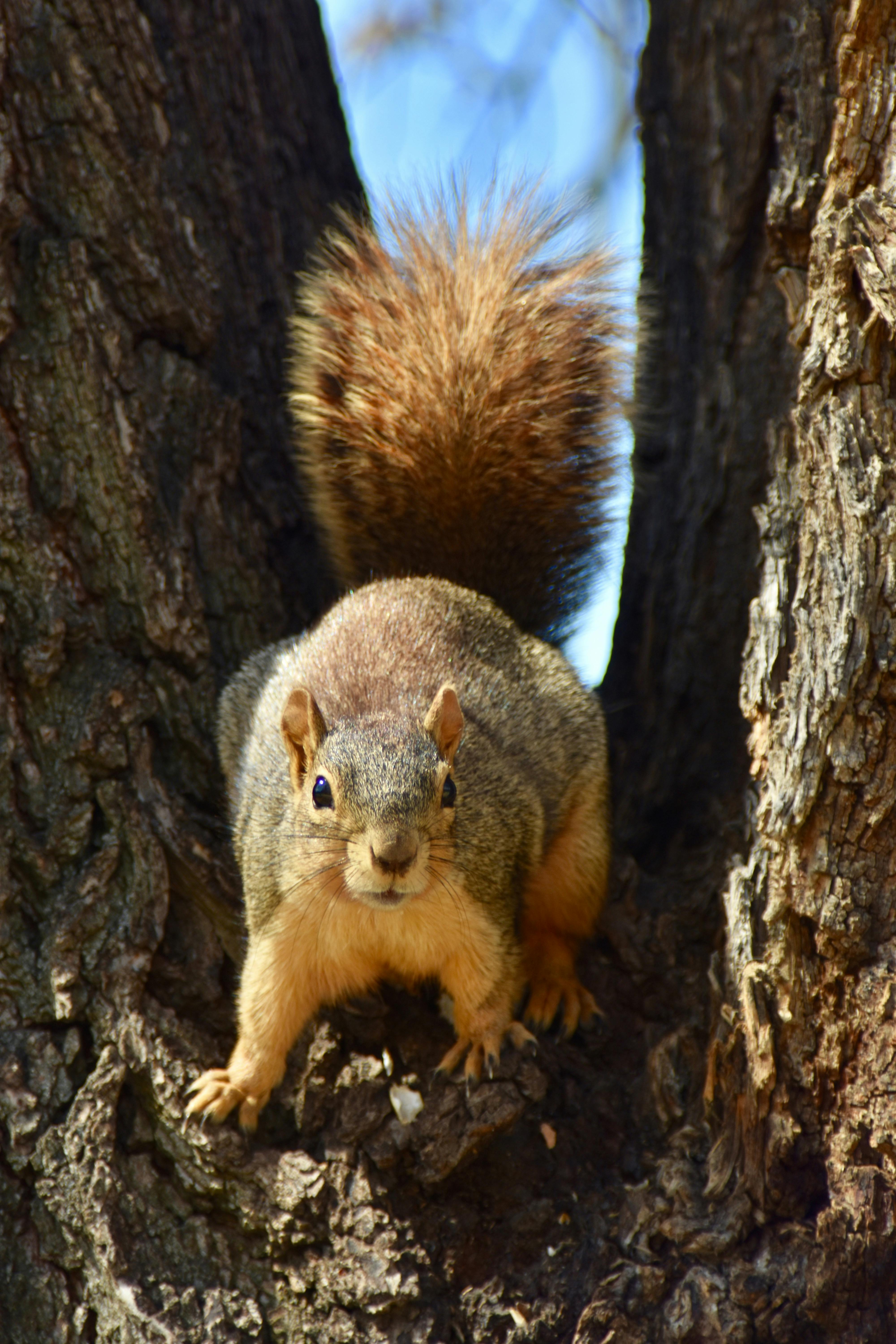 Squirrel on Brown Tree · Free Stock Photo