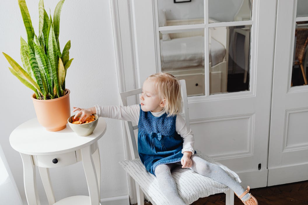 What Does a Snake Plant Look Like: A Beginner's Guide