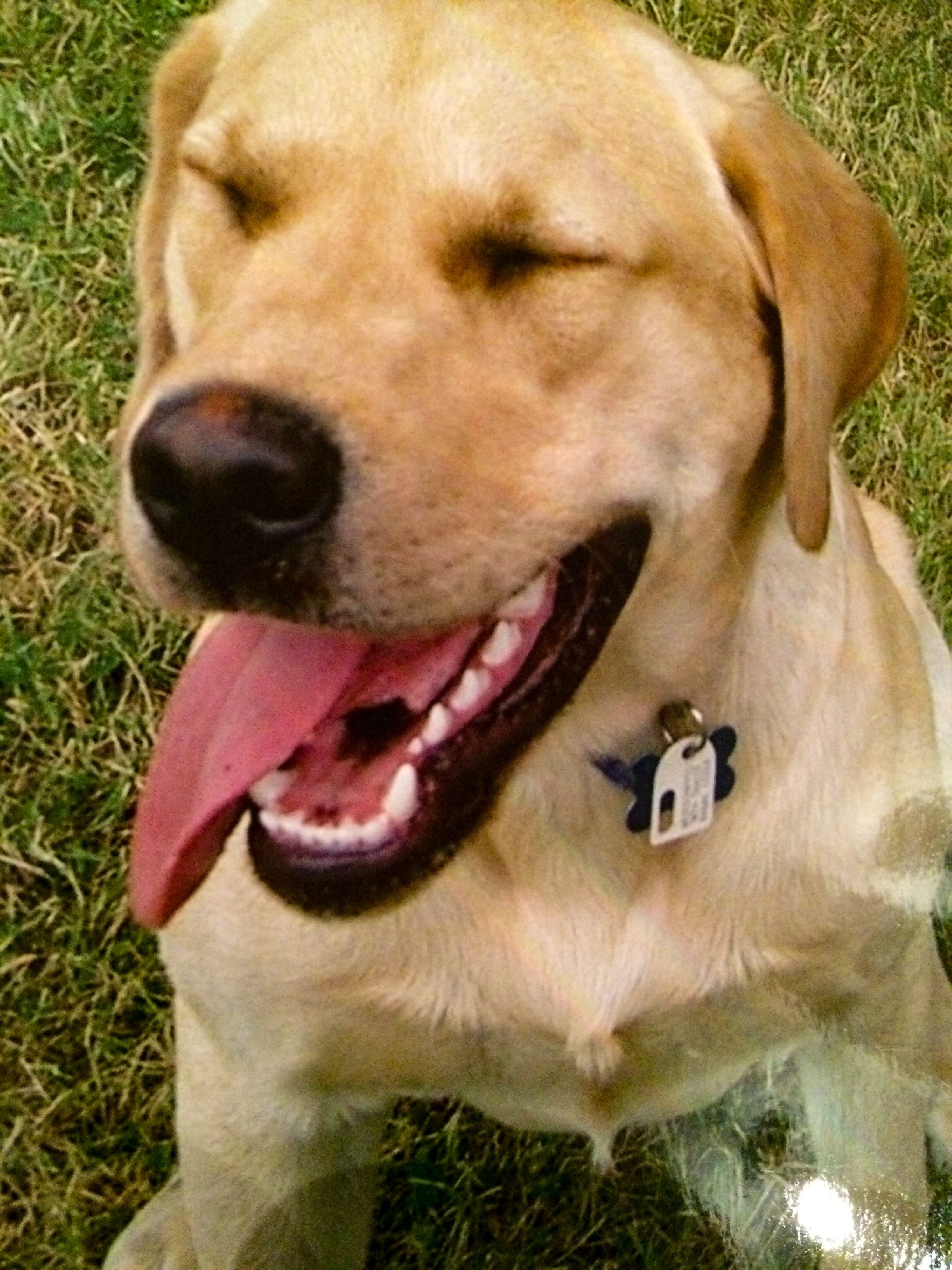 Laughing Dog Images