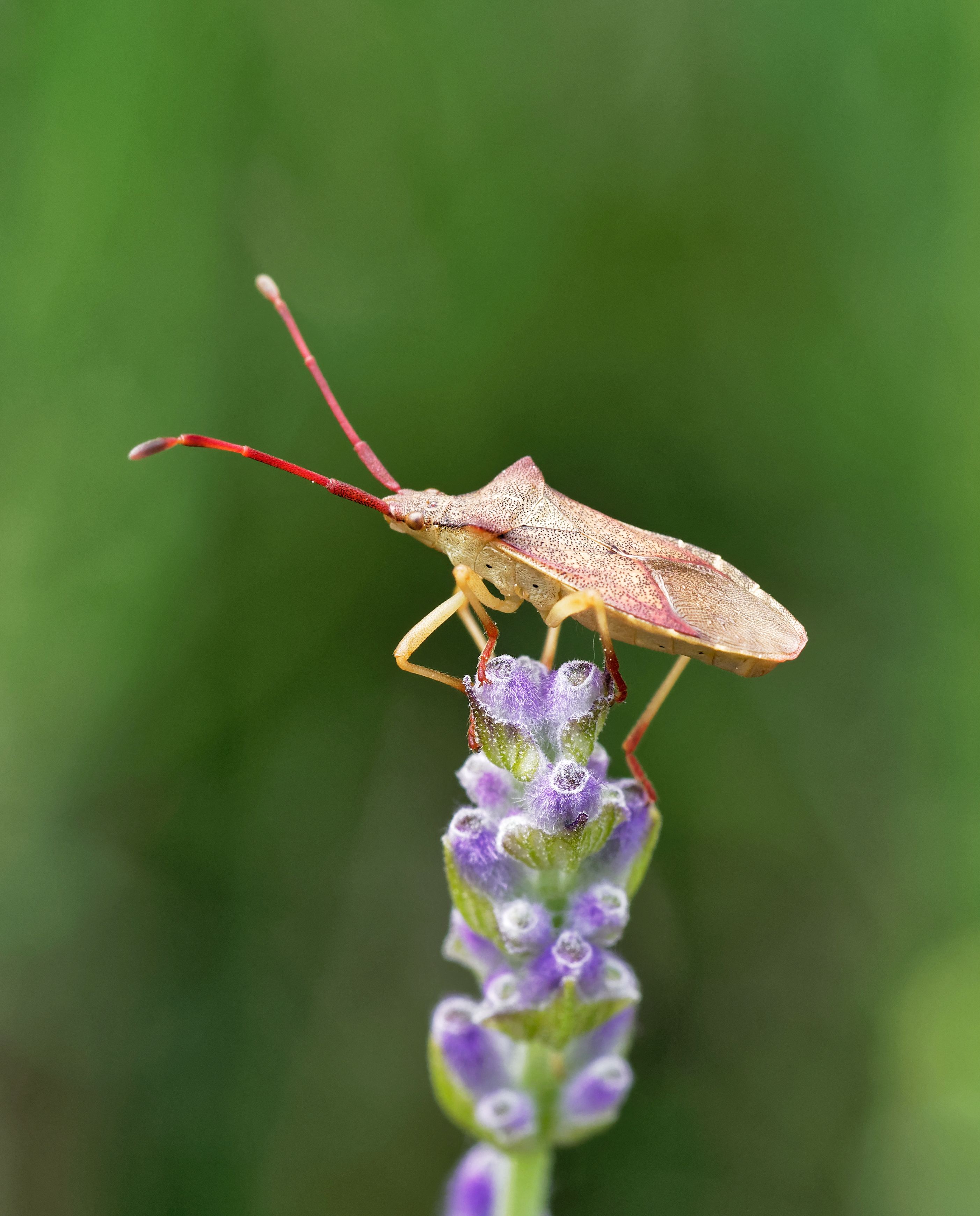Close up of Bug · Free Stock Photo
