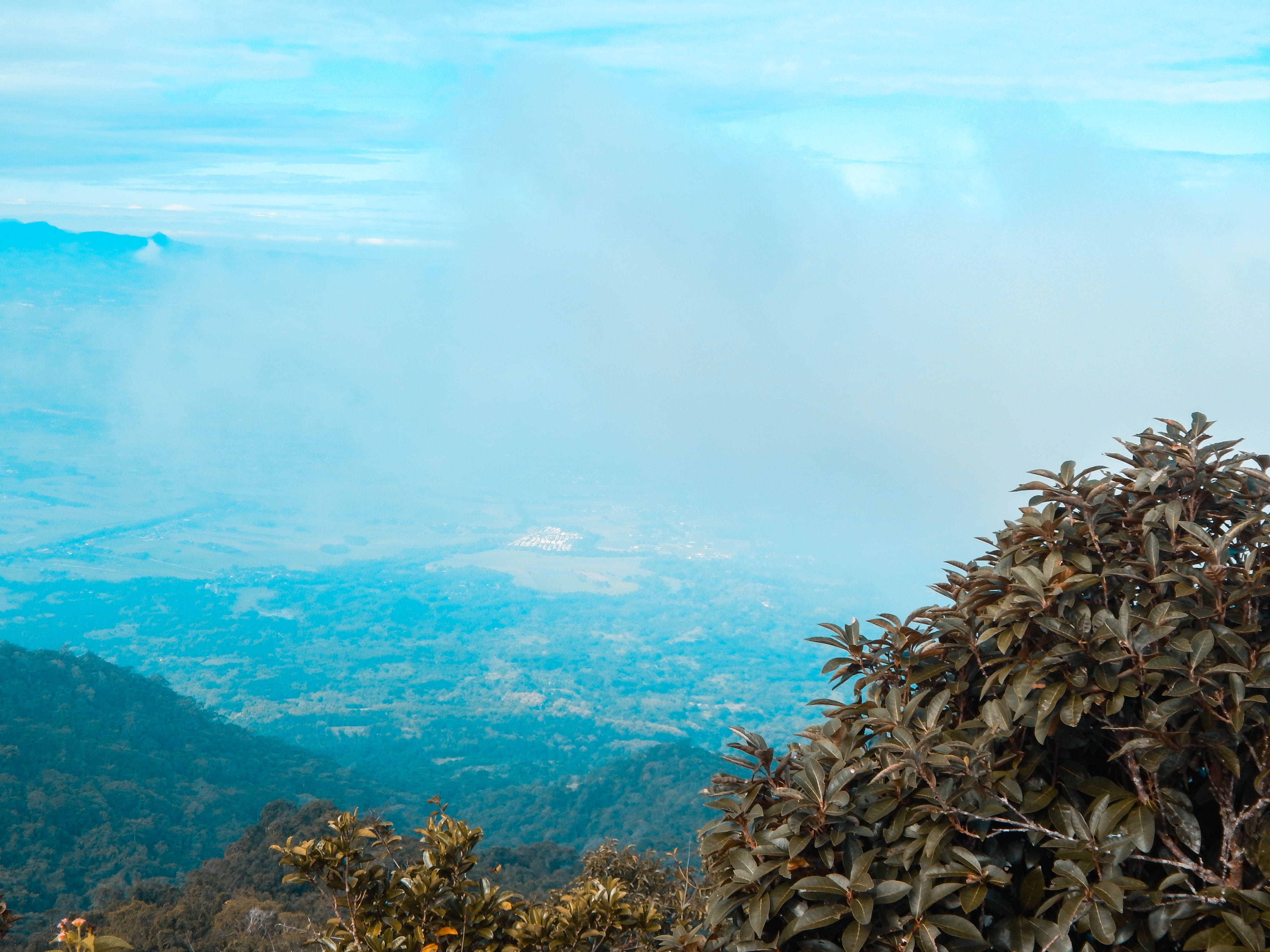 Green Mountain With Pugs · Free Stock Photo