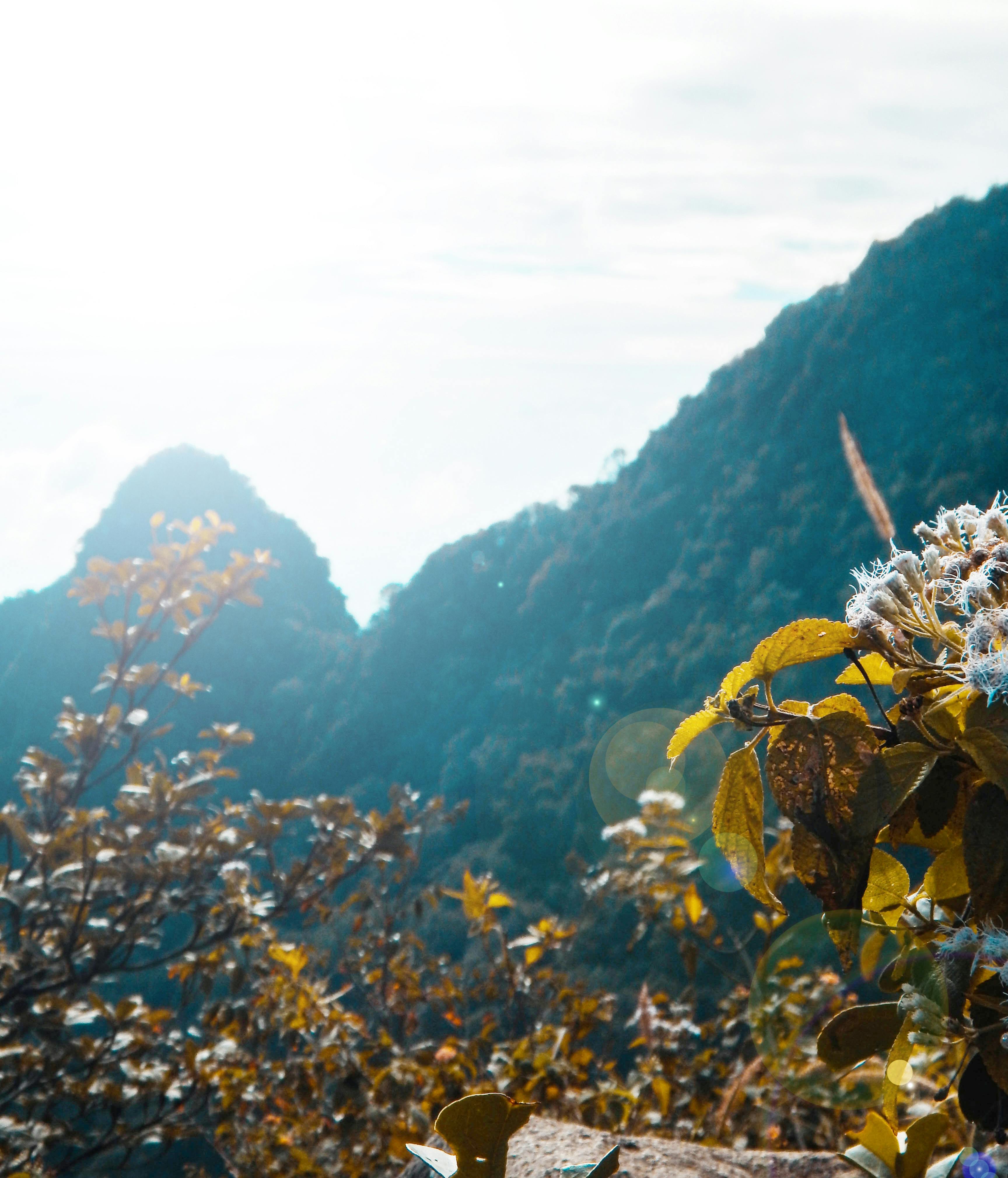 Green Tree · Free Stock Photo