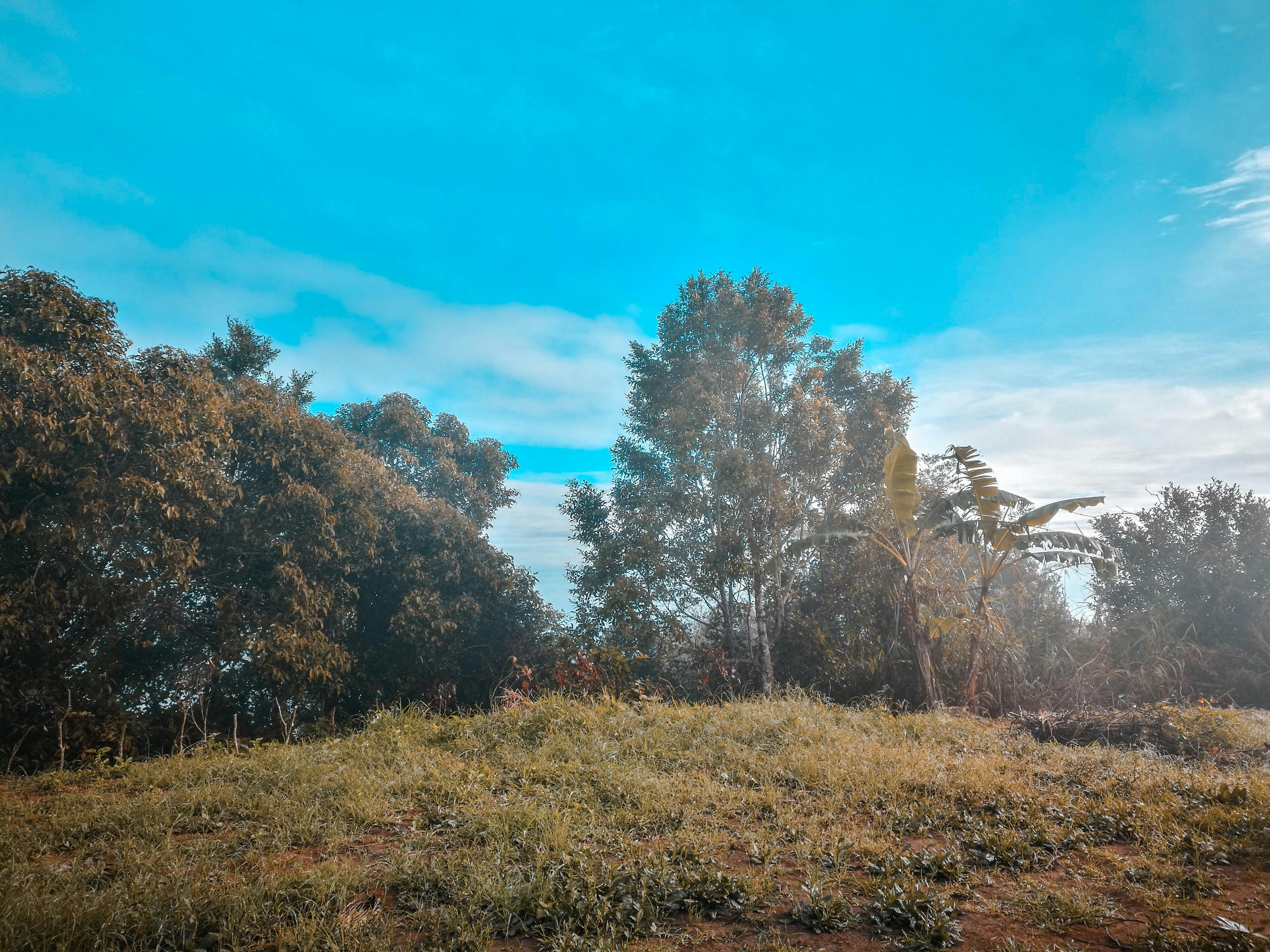 Free stock photo of blue, daytime, green