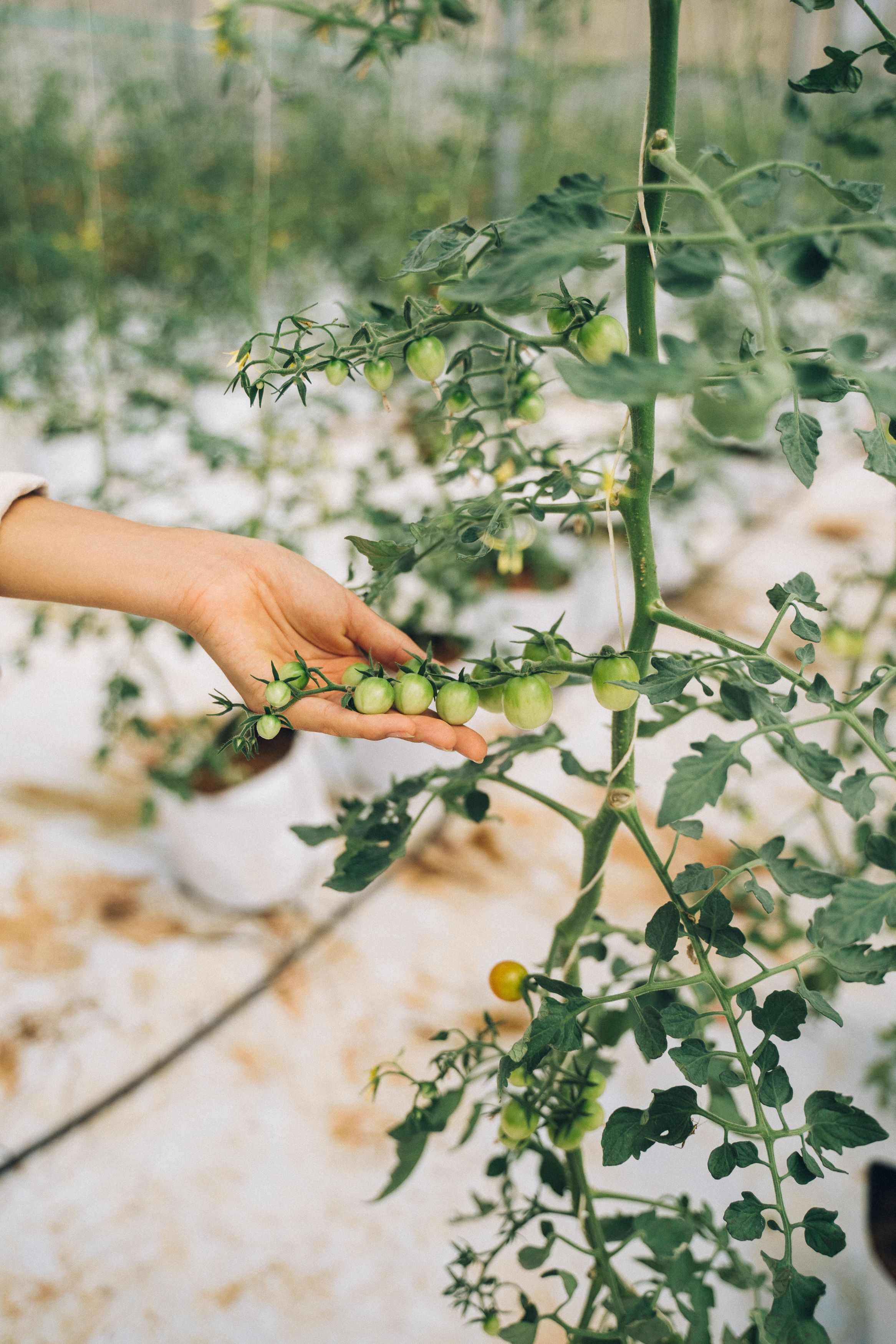 A Hand Touching the Fruits on a Plant · Free Stock Photo