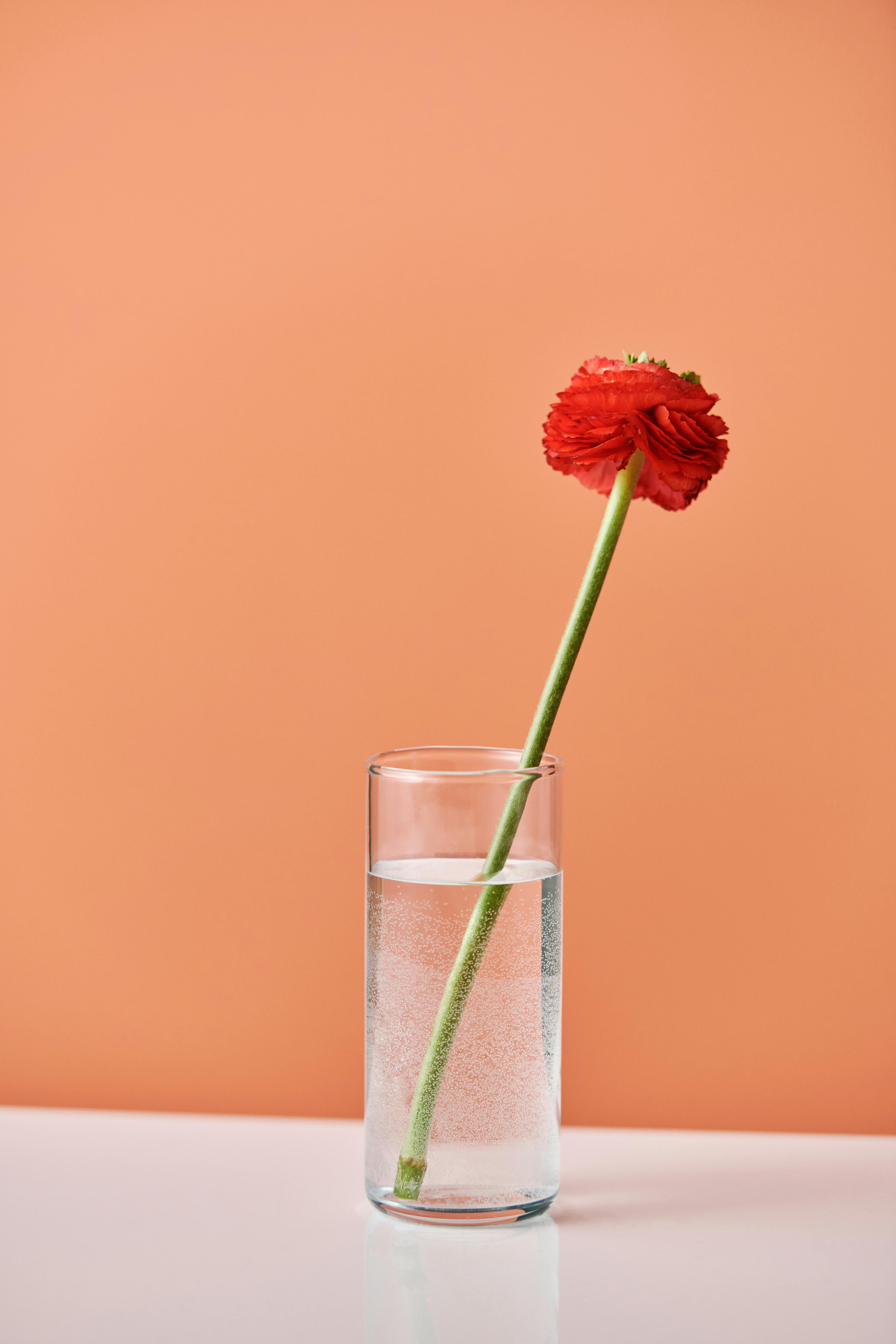 A Flower in a Glass Vase · Free Stock Photo