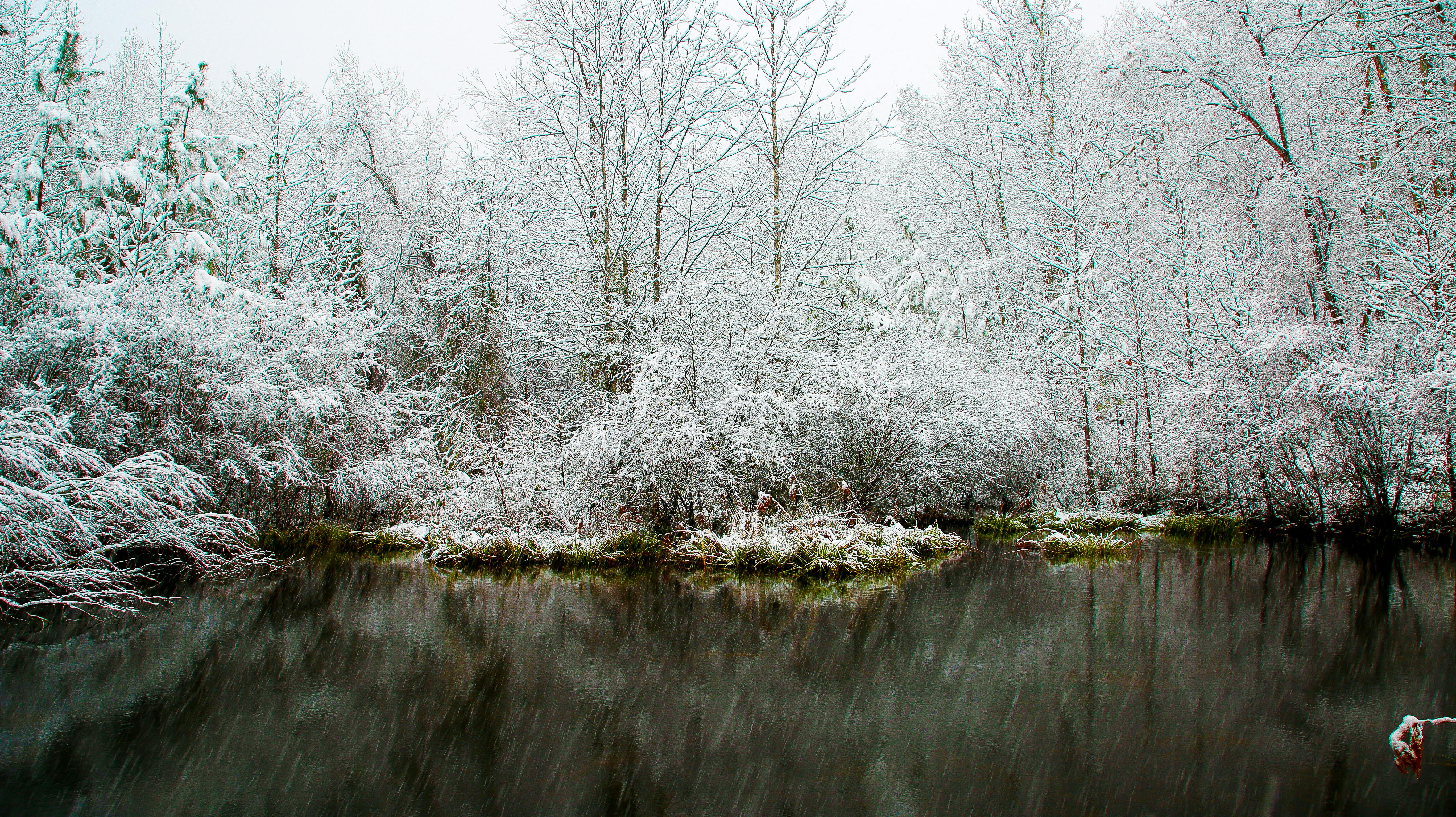 Free stock photo of christmas, cold, cold tree