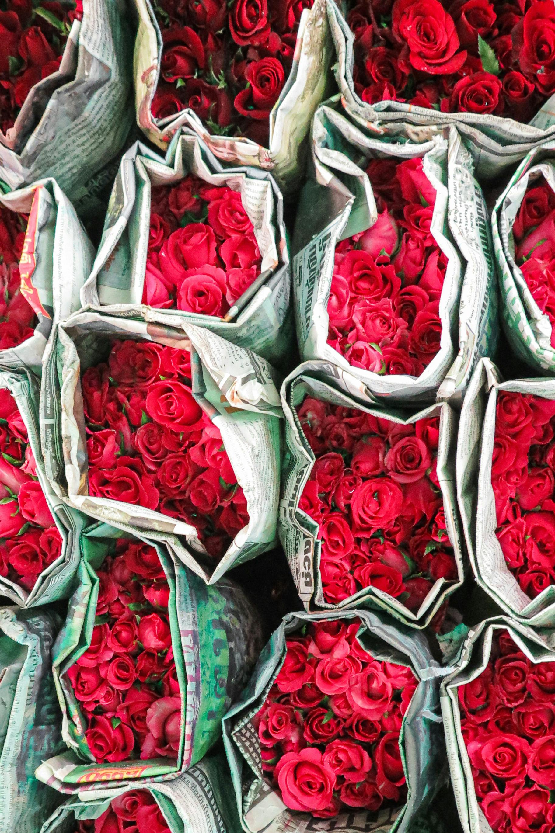 Roses in Bags · Free Stock Photo