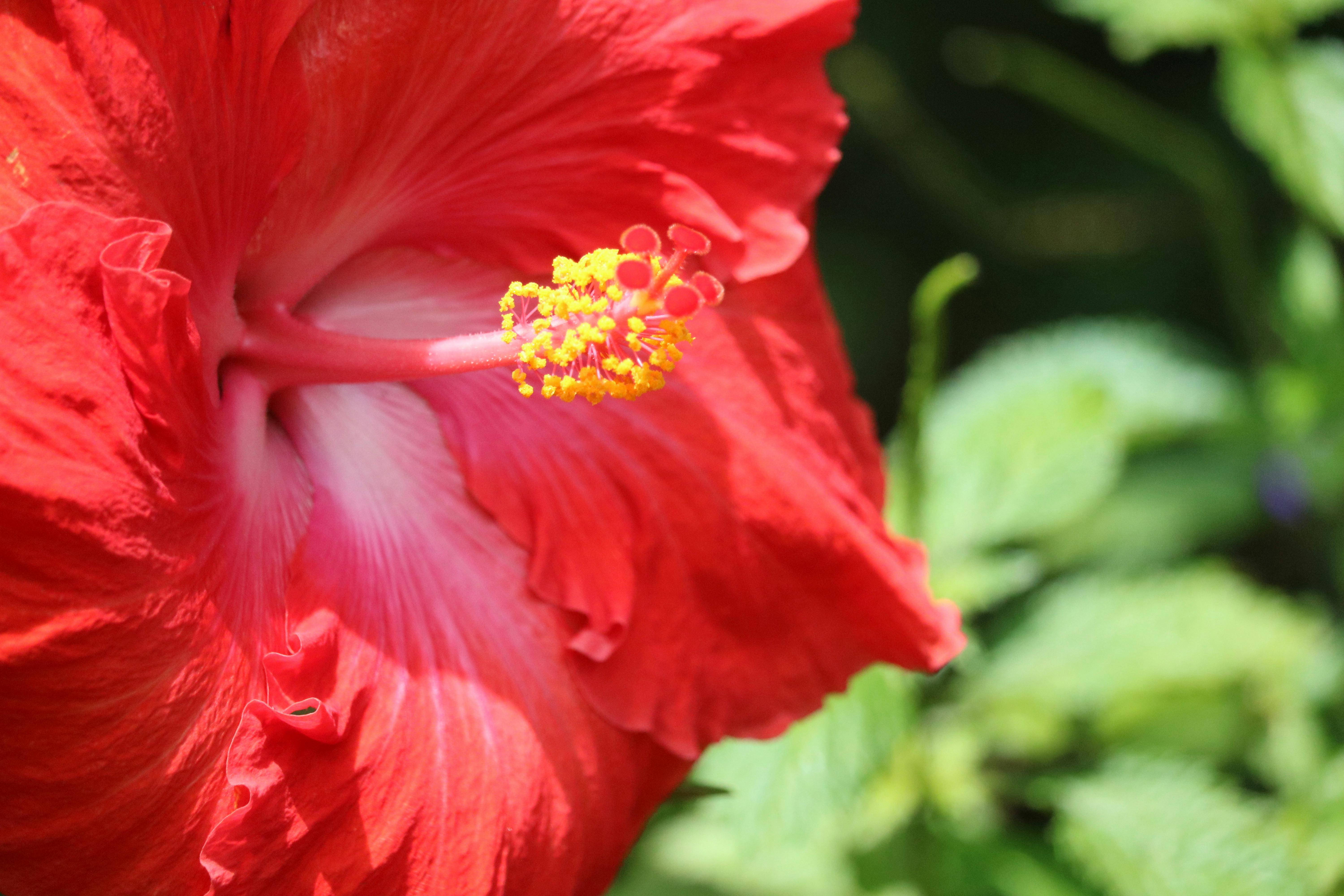 Red Hibiscus Selective Photography · Free Stock Photo